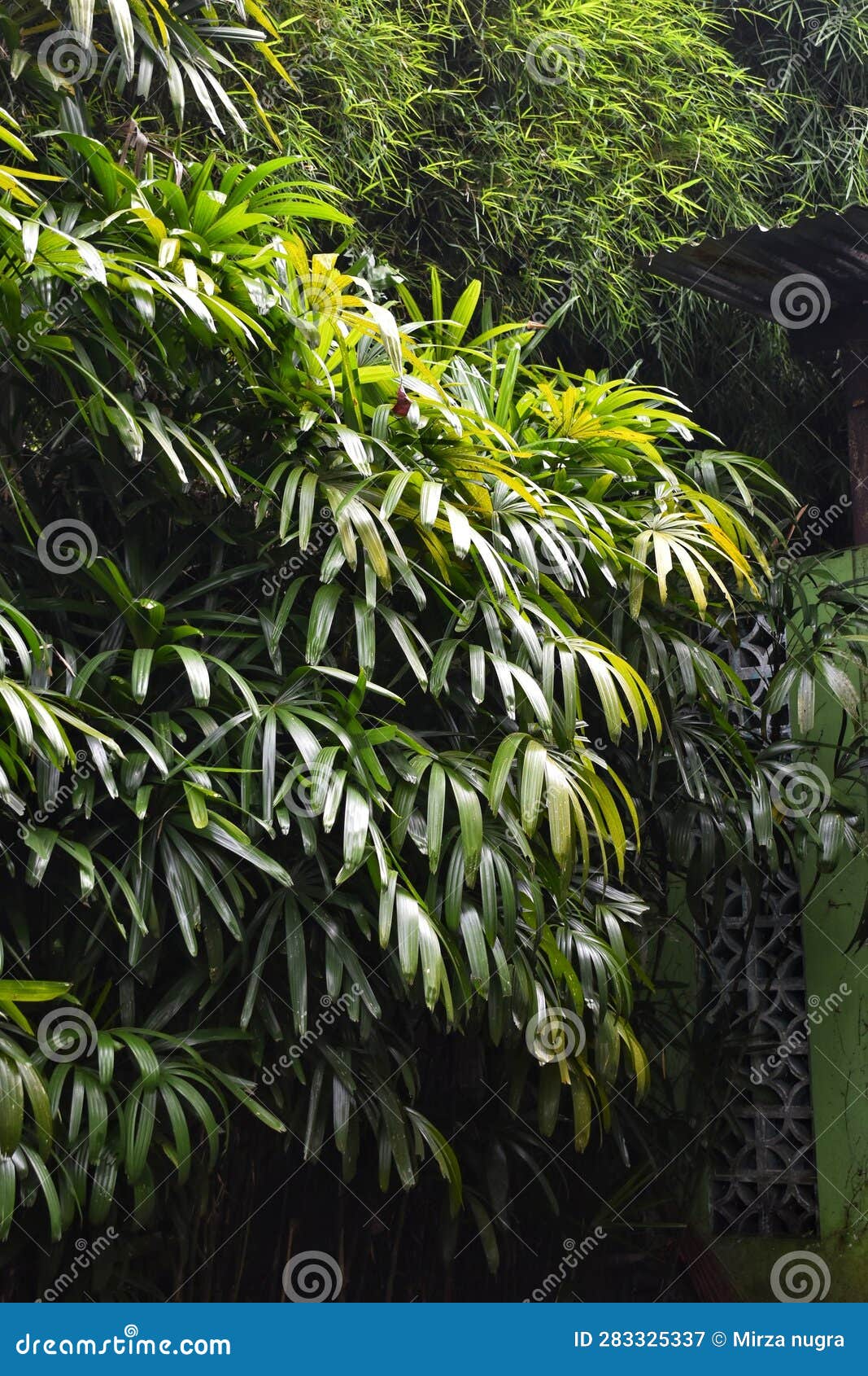 Beautiful Long-leaved Plant Stock Image - Image of leaved, beautiful ...