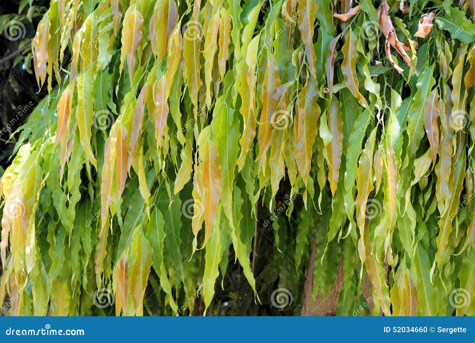 Beautiful Long Leaves of a Tropical Tree. Stock Photo - Image of scene ...
