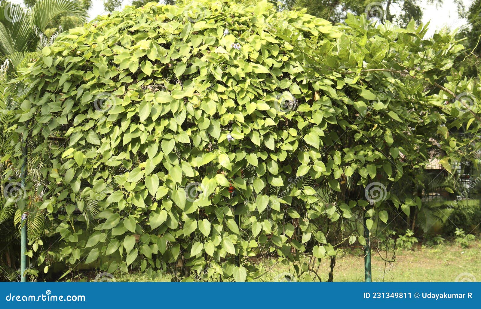 Beautiful Long Plant Vines it is Very Beautiful Natural Environment ...