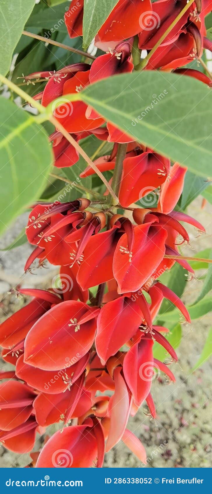 A Beautiful Long Red Flower with Many Petals Stock Photo - Image of ...