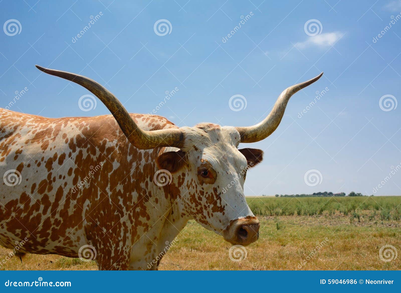 Beautiful Longhorn stock photo. Image of animal, calf - 59046986