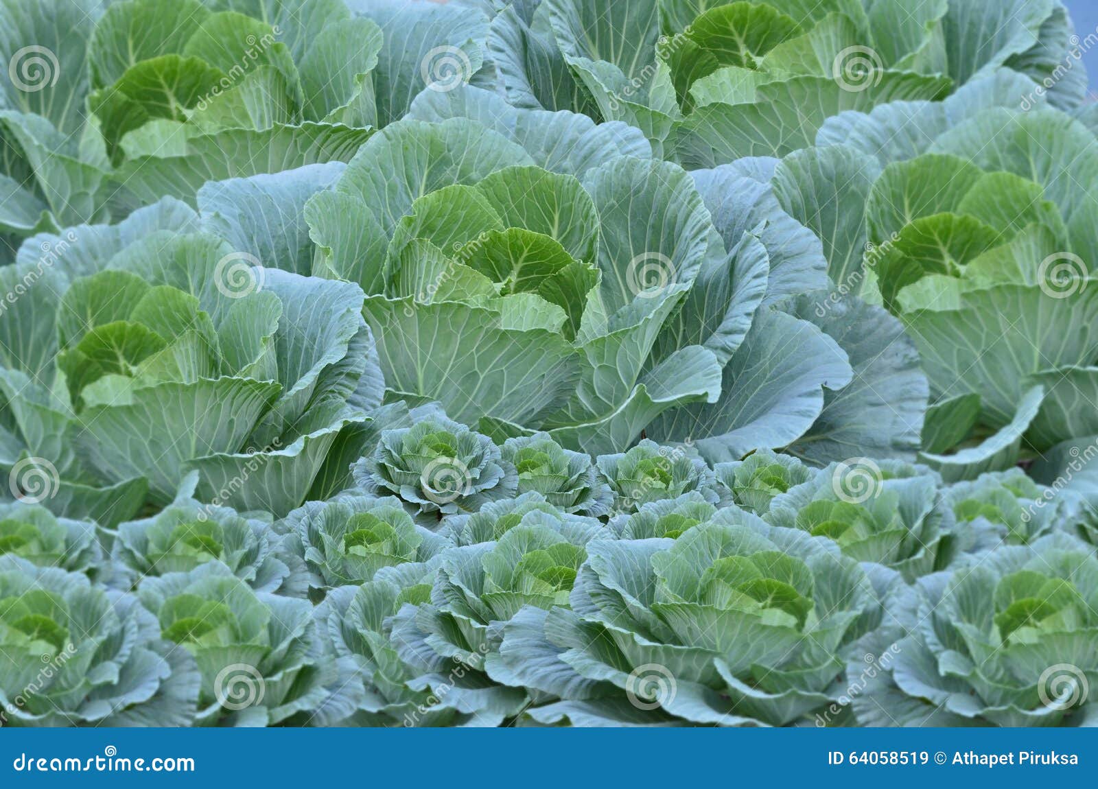 Beautiful Longlived Cabbages Stock Image - Image of plant, green: 64058519