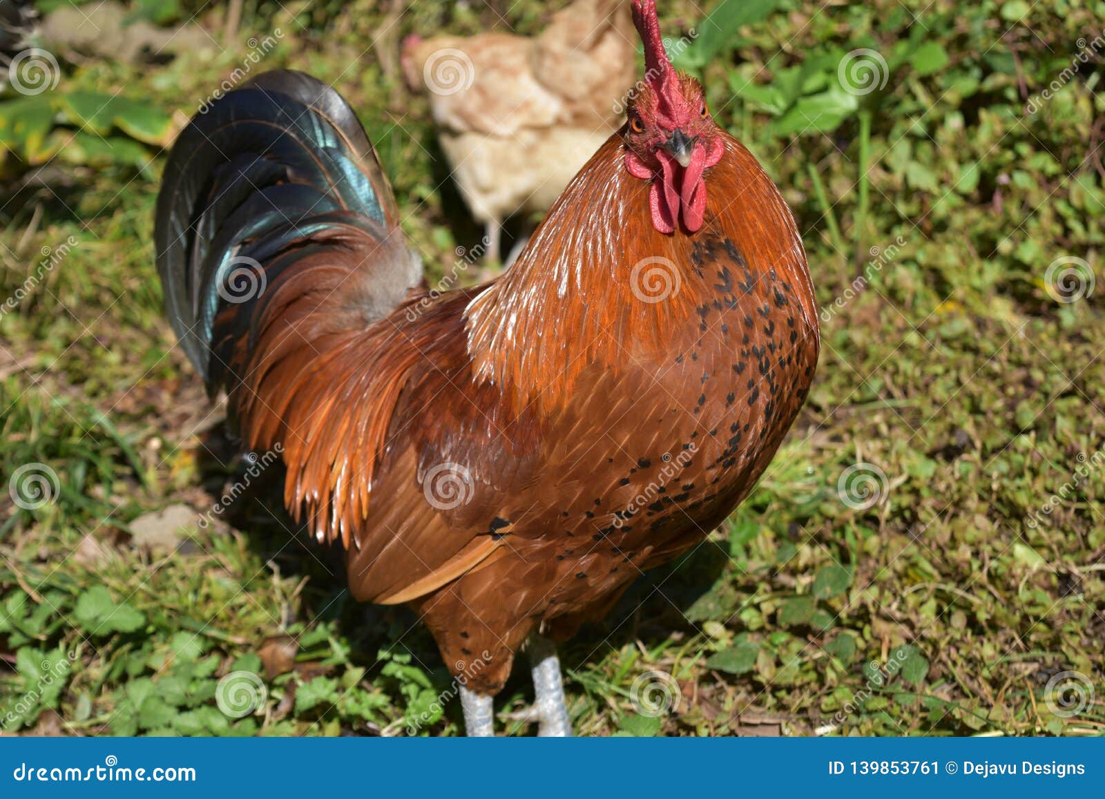 Beautiful Look at a Brown and Black Feathered Rooster Stock Image ...