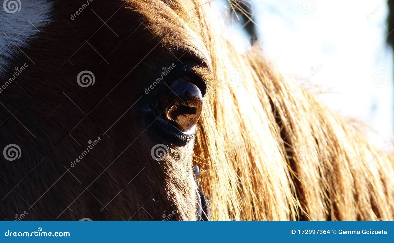 A beautiful look horse stock photo. Image of look, natural - 172997364