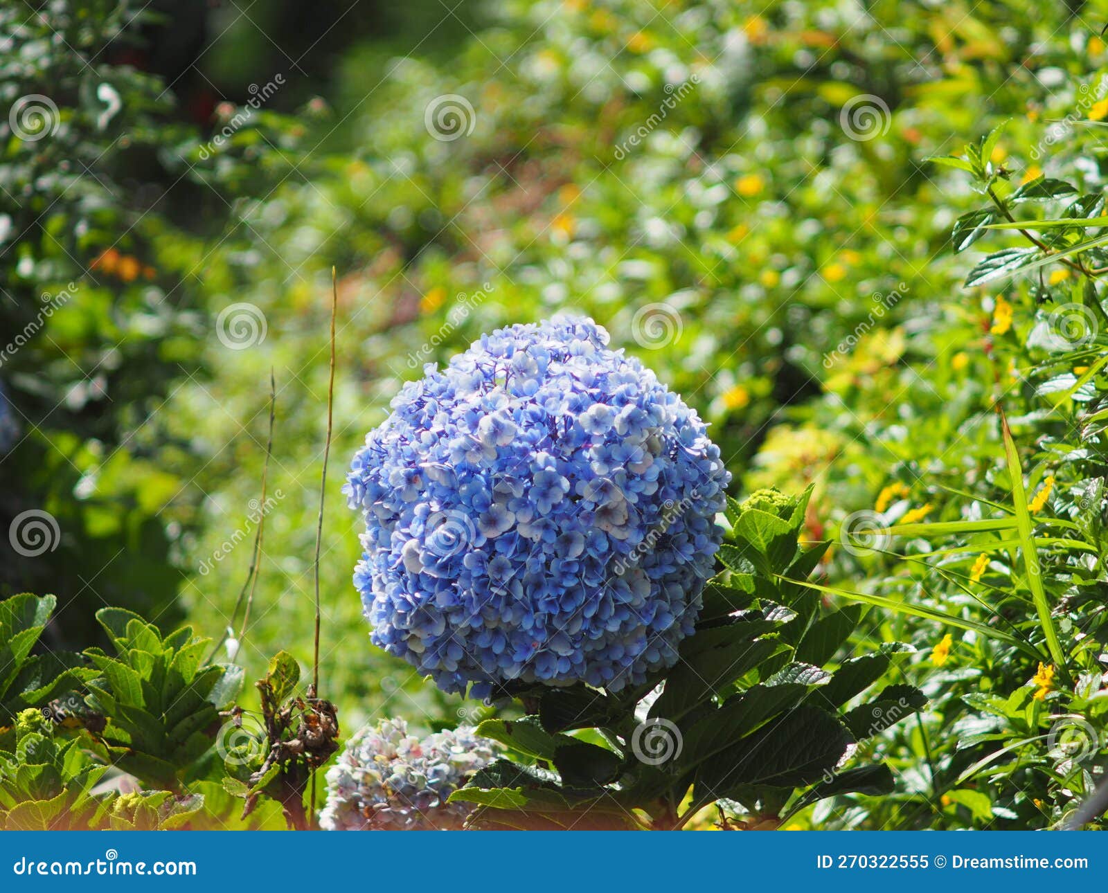 Beautiful Looks of Blue Hydrangea Flower Stock Image - Image of botany ...