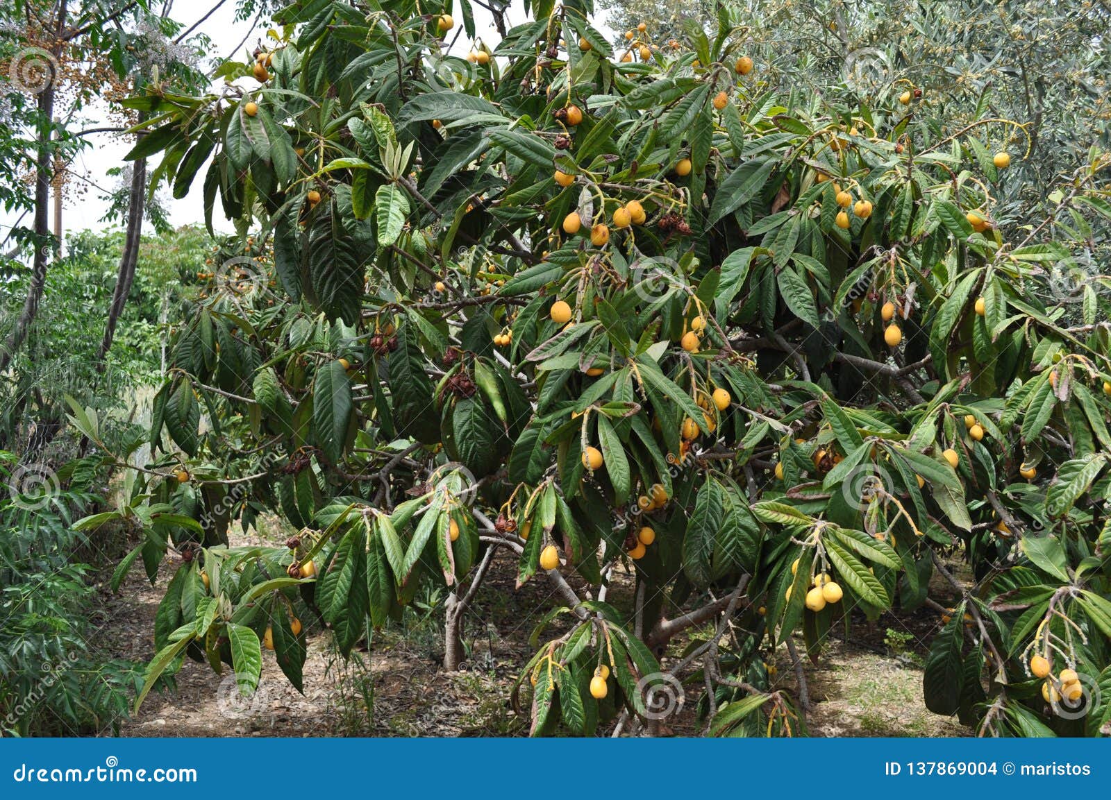 The Beautiful Loquat in Farmland Stock Photo - Image of farmland ...