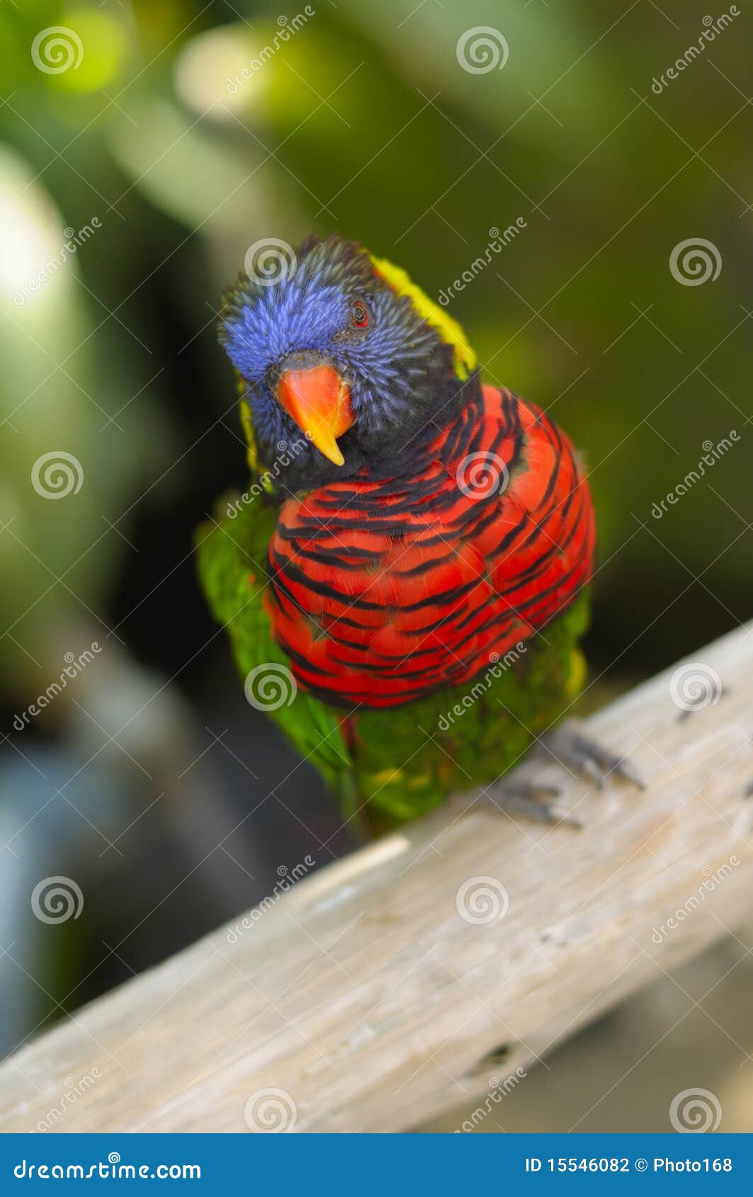 Beautiful lorikeet stock photo. Image of parrot, lorikeet - 15546082