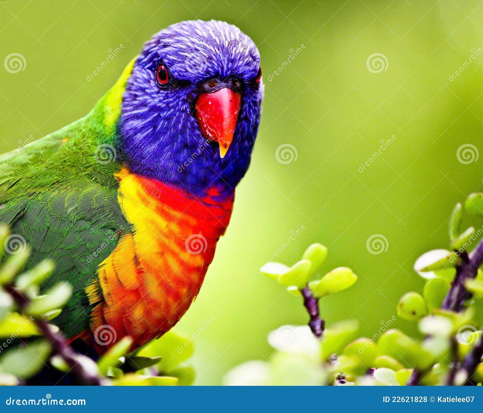 Beautiful Lorikeet with Vibrant Colours Stock Photo - Image of ...