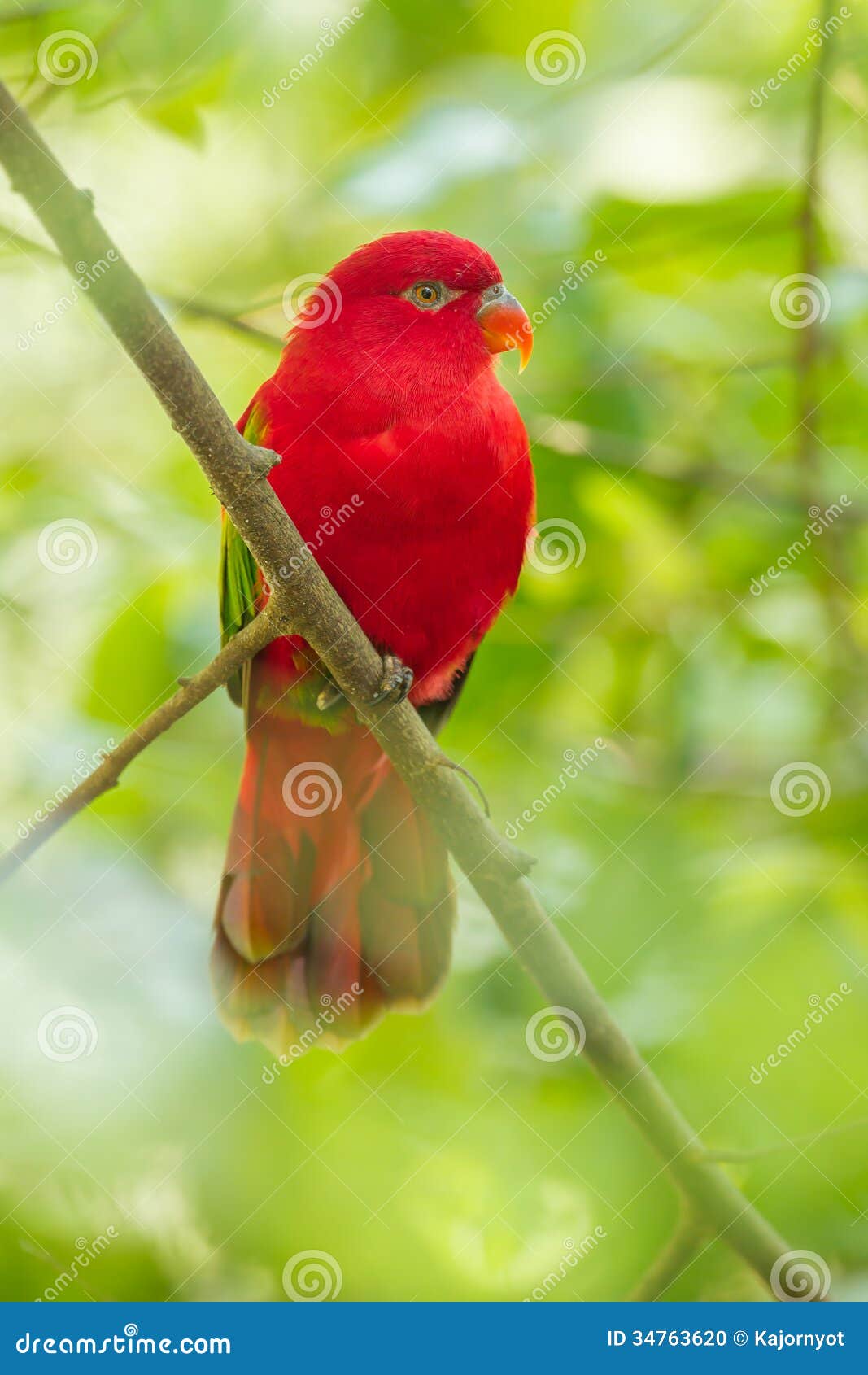 Beautiful Lory bird stock photo. Image of beautiful, feather - 34763620