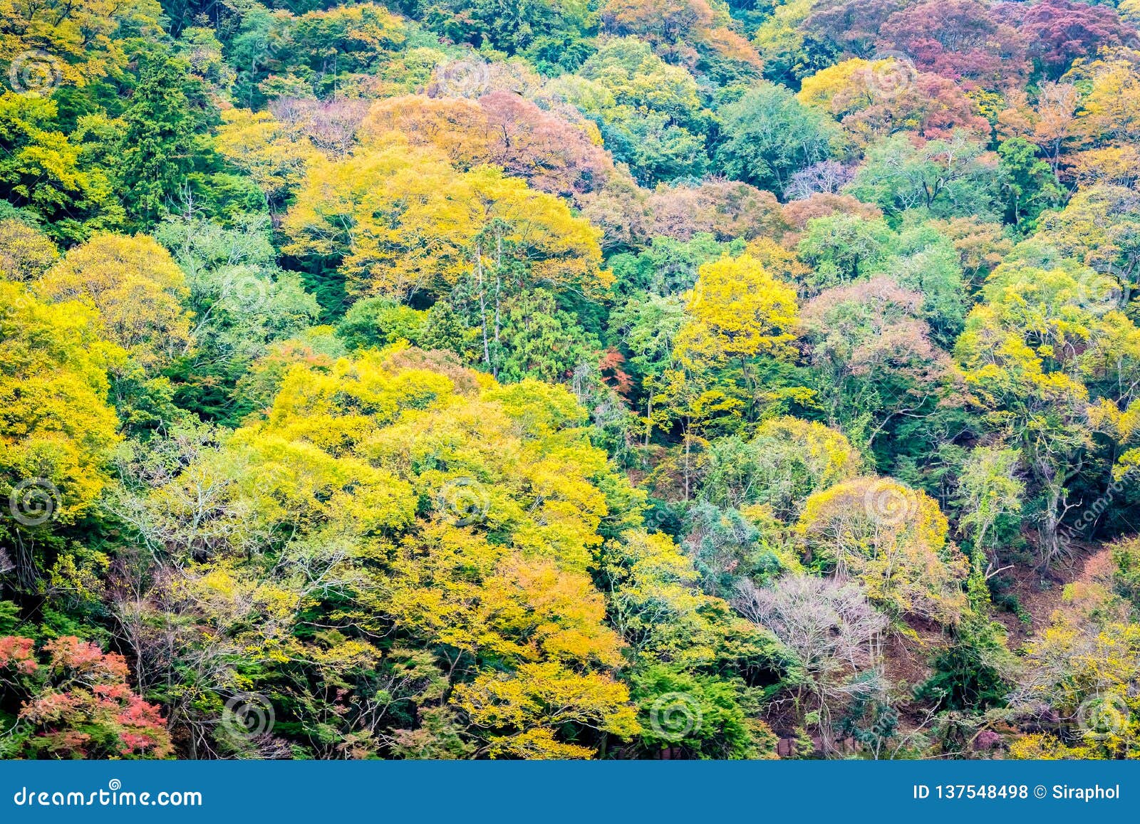 Beautiful a Lot of Tree in the Forest Stock Photo - Image of outdoor ...