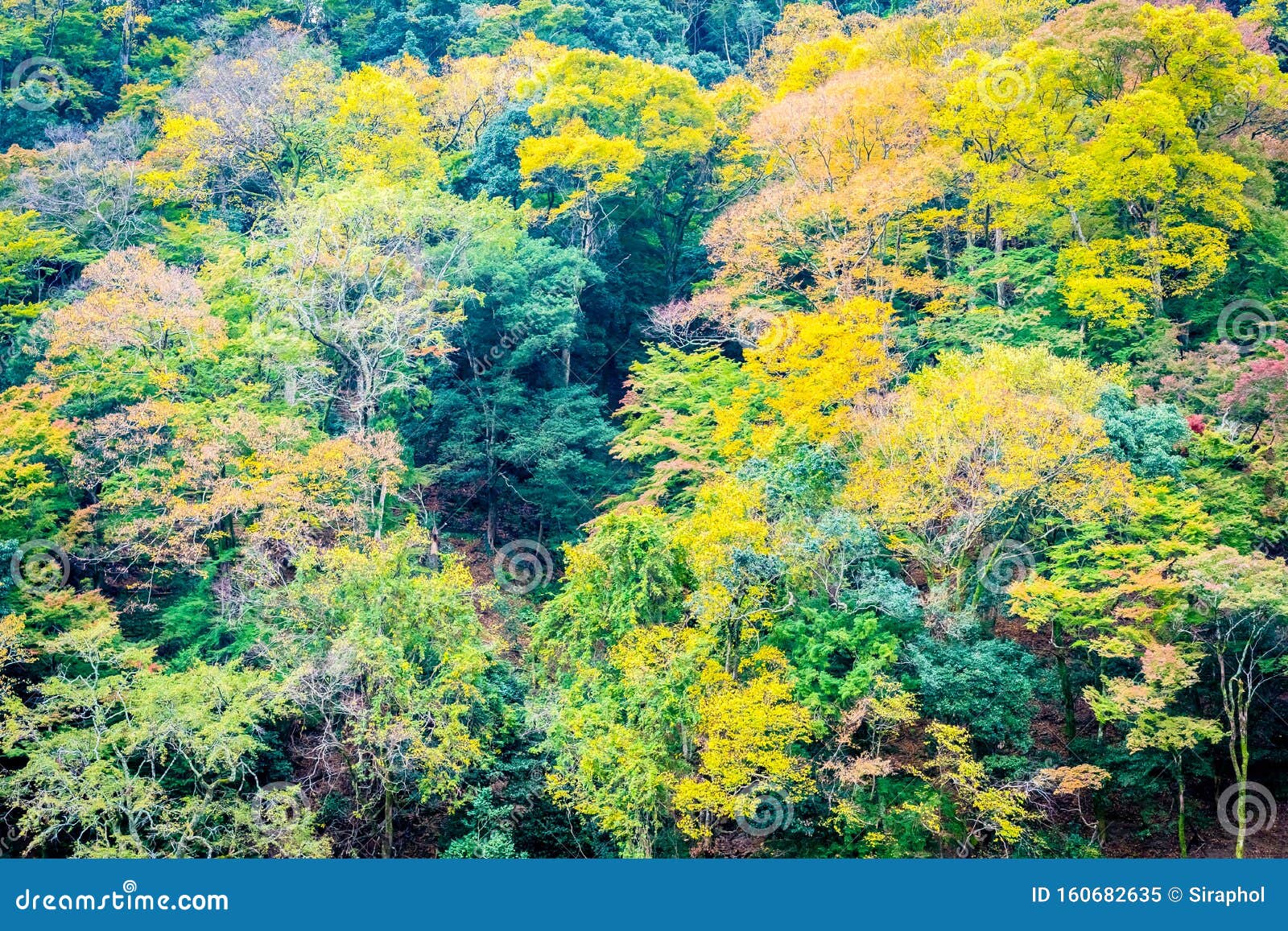 Beautiful a Lot of Tree in the Forest Stock Image - Image of forest ...