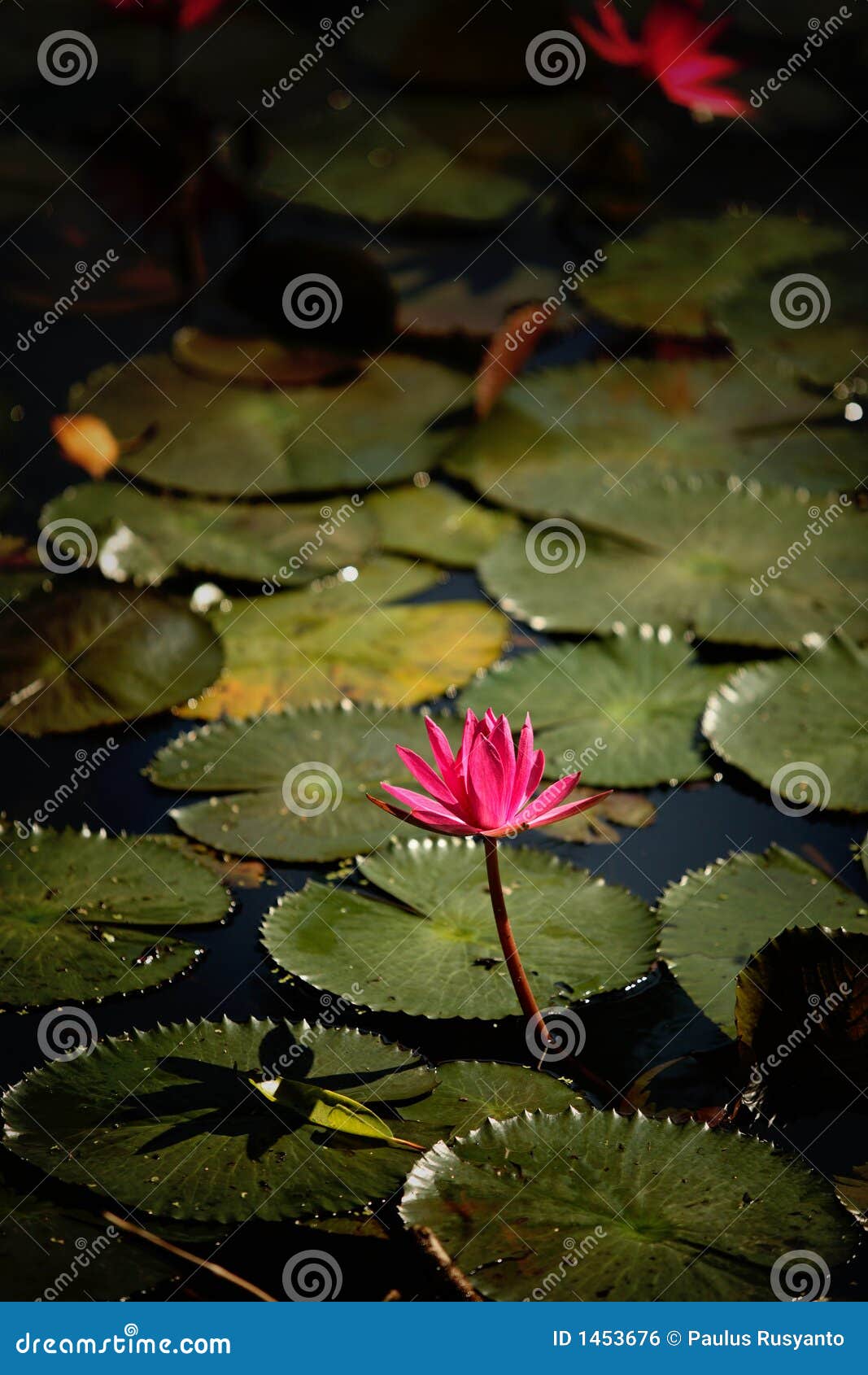 Beautiful Lotus stock photo. Image of pond, leisure, leaf - 1453676