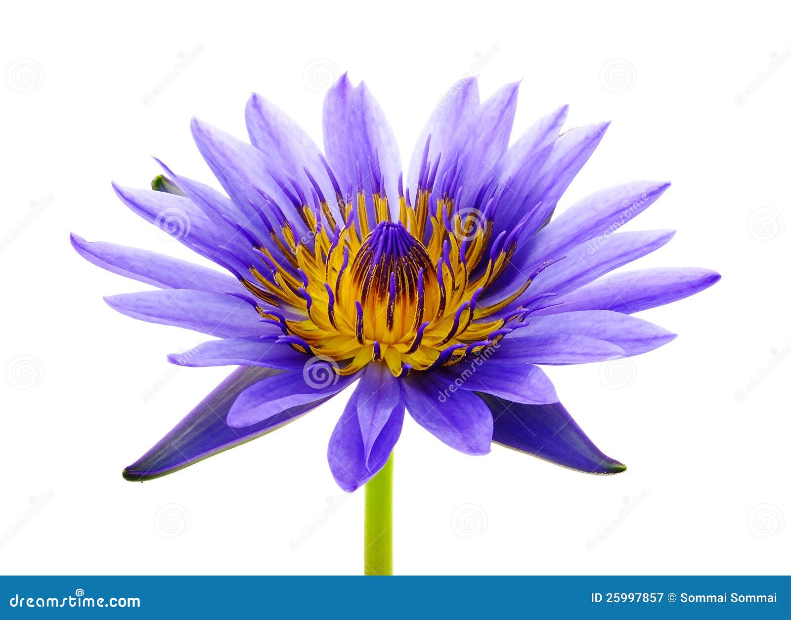 Beautiful lotus stock image. Image of warm, bloom, lotus - 25997857