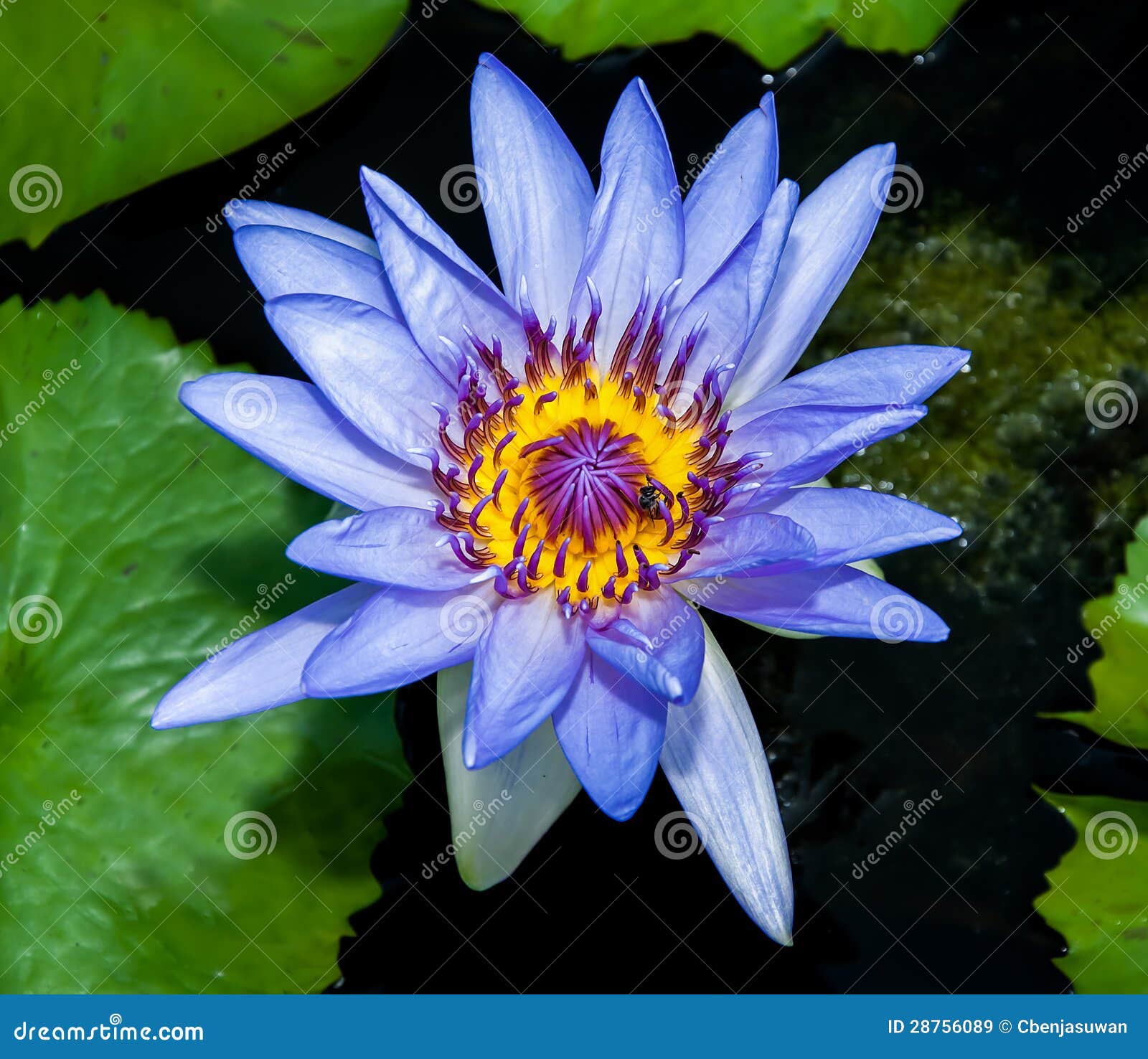 The Beautiful lotus stock image. Image of delicate, single - 28756089
