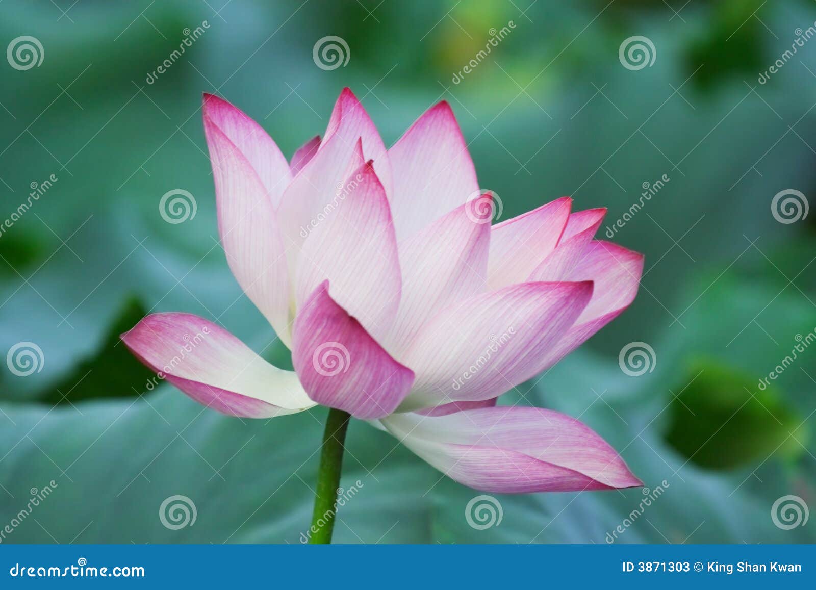 Beautiful lotus stock image. Image of lake, lotus, lily - 3871303