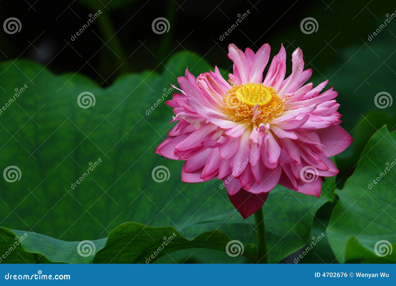 Beautiful lotus stock photo. Image of beautiful, nice - 4702676