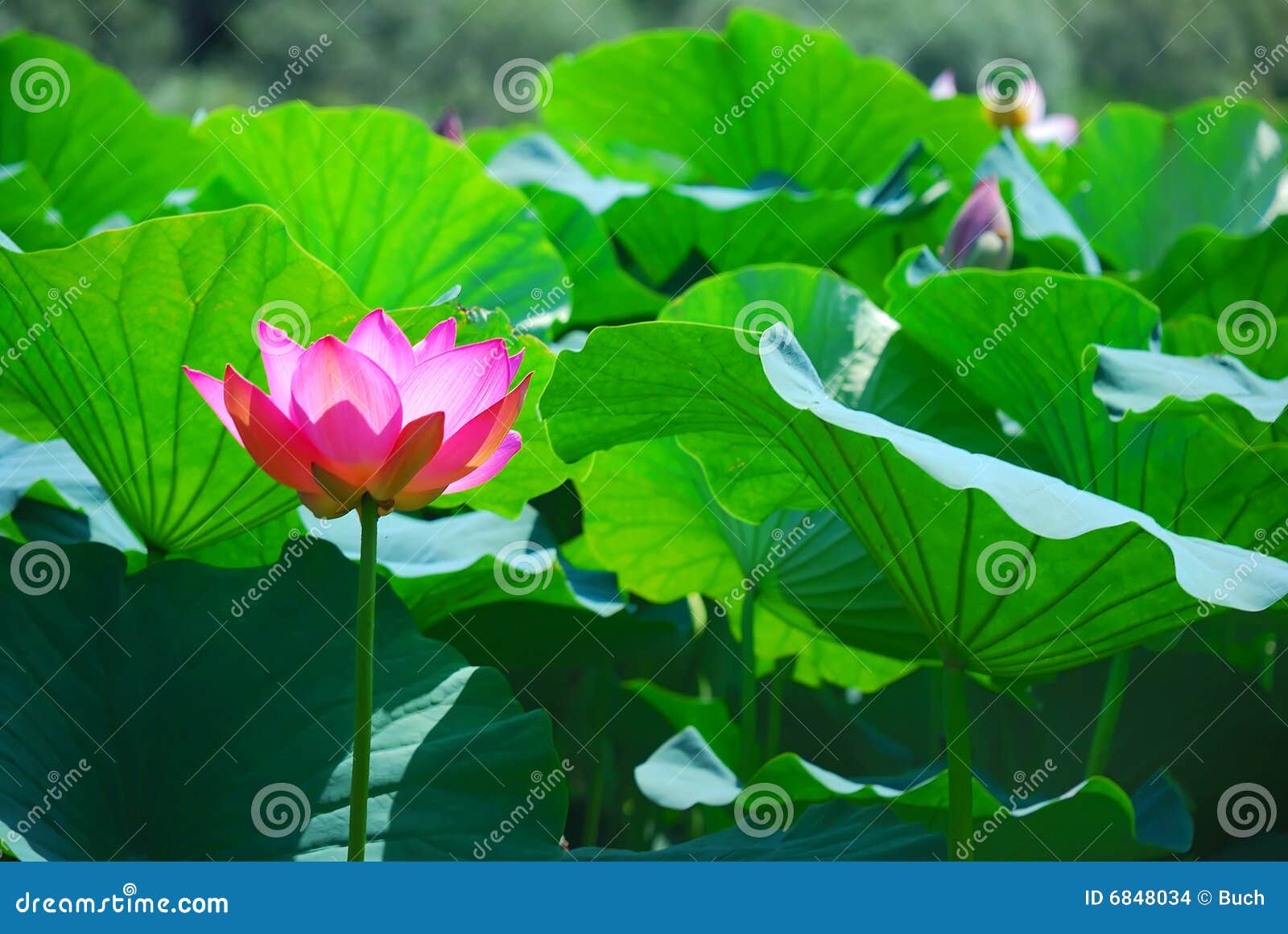Beautiful lotus stock photo. Image of macro, fragility - 6848034