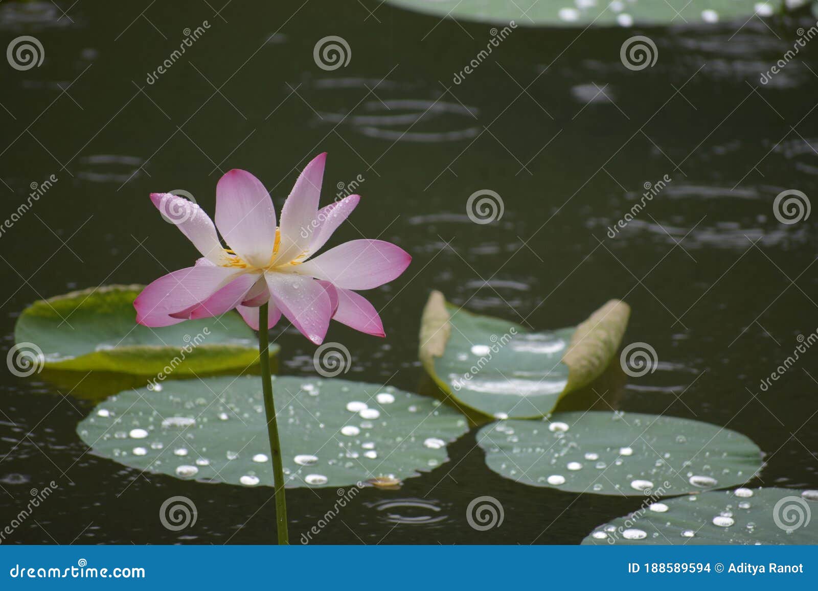 Beautiful Lotus with Drop Off Rains. Stock Photo - Image of raining ...