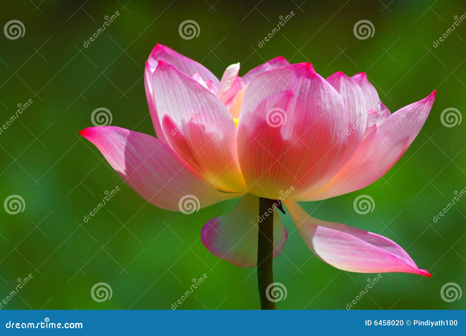 Beautiful Lotus Flower stock photo. Image of petal, plants - 6458020