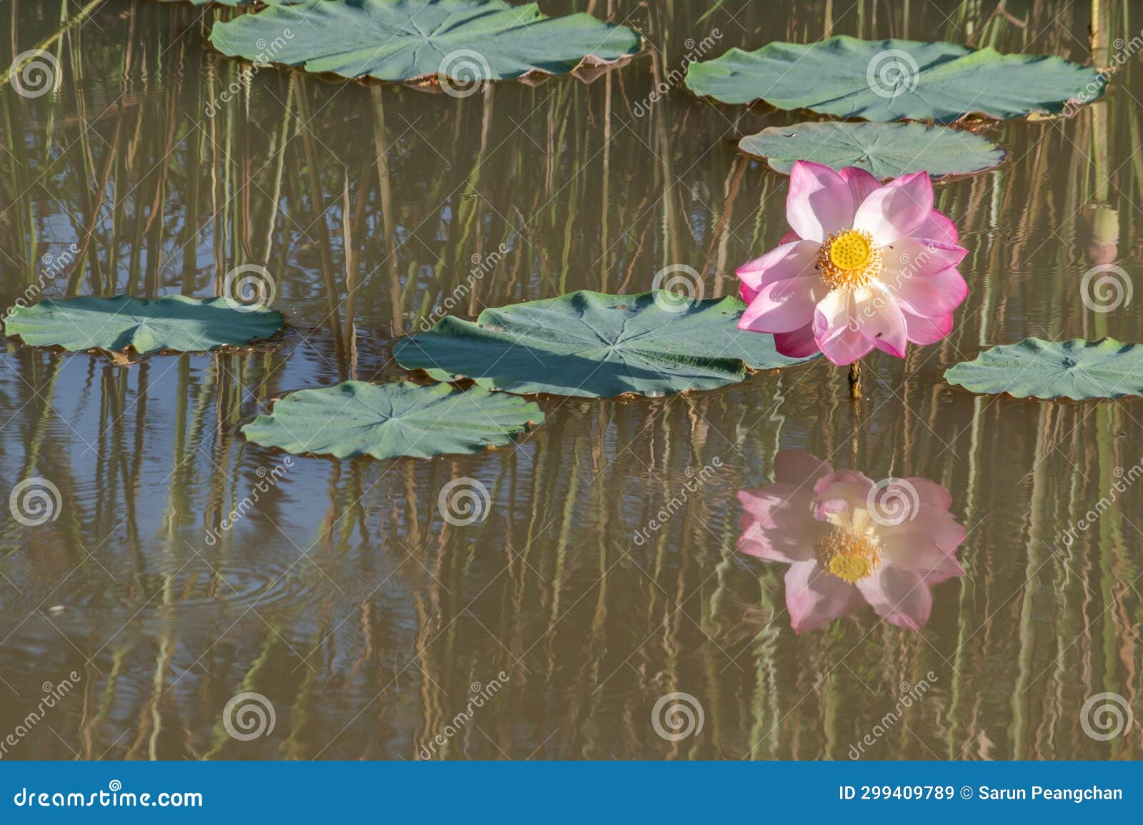 Beautiful the Lotus Flower in Full Bloom. Stock Image - Image of lily ...
