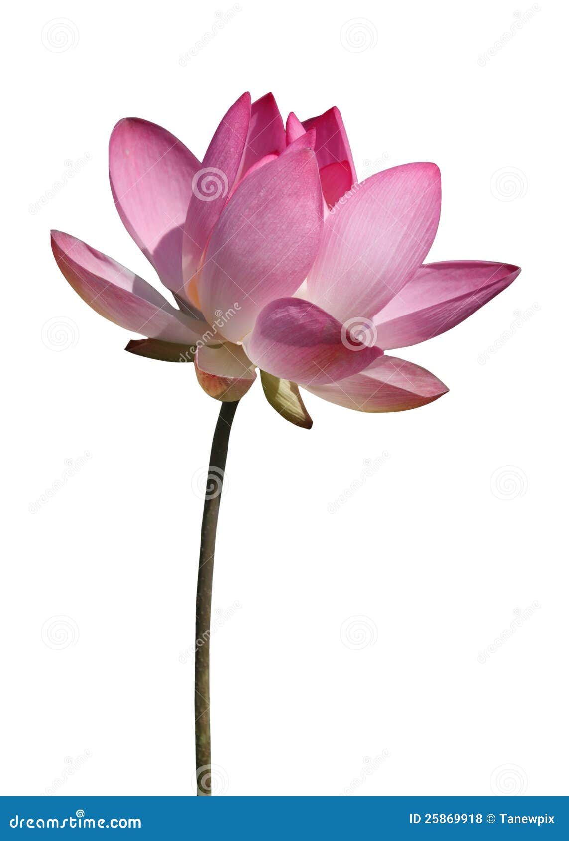 Beautiful Lotus Flower Isolated. Stock Photo - Image of floral ...