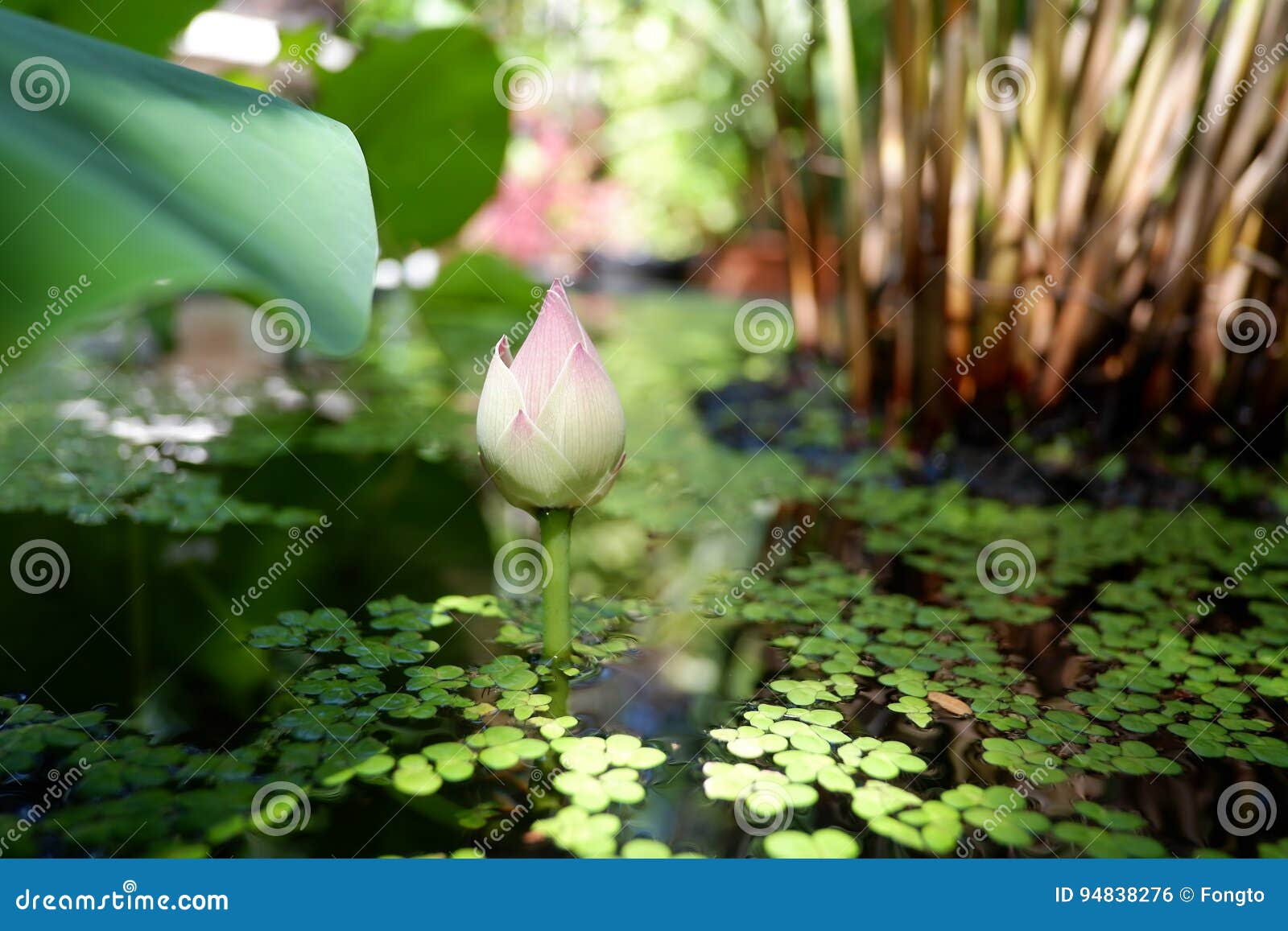 Beautiful Lotus Flower in Pond. Stock Photo - Image of bloom, thailand ...