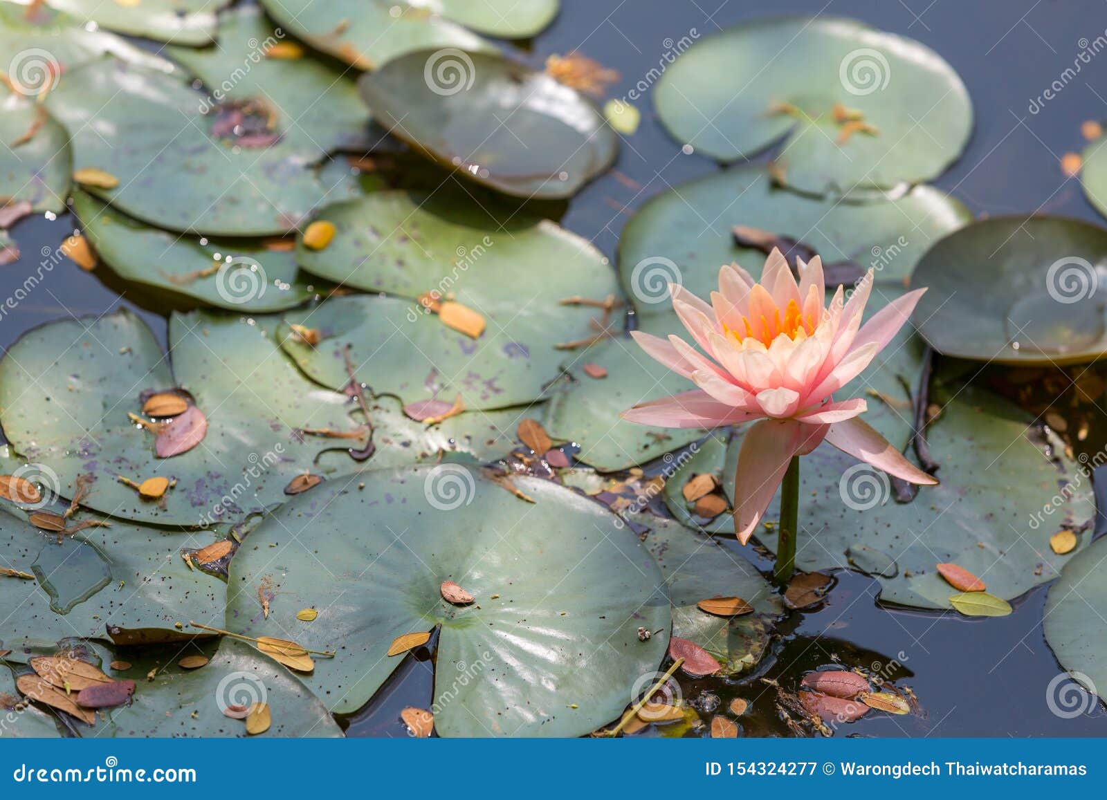 Beautiful Lotus Flower in the Pound on the Morning Stock Image - Image ...