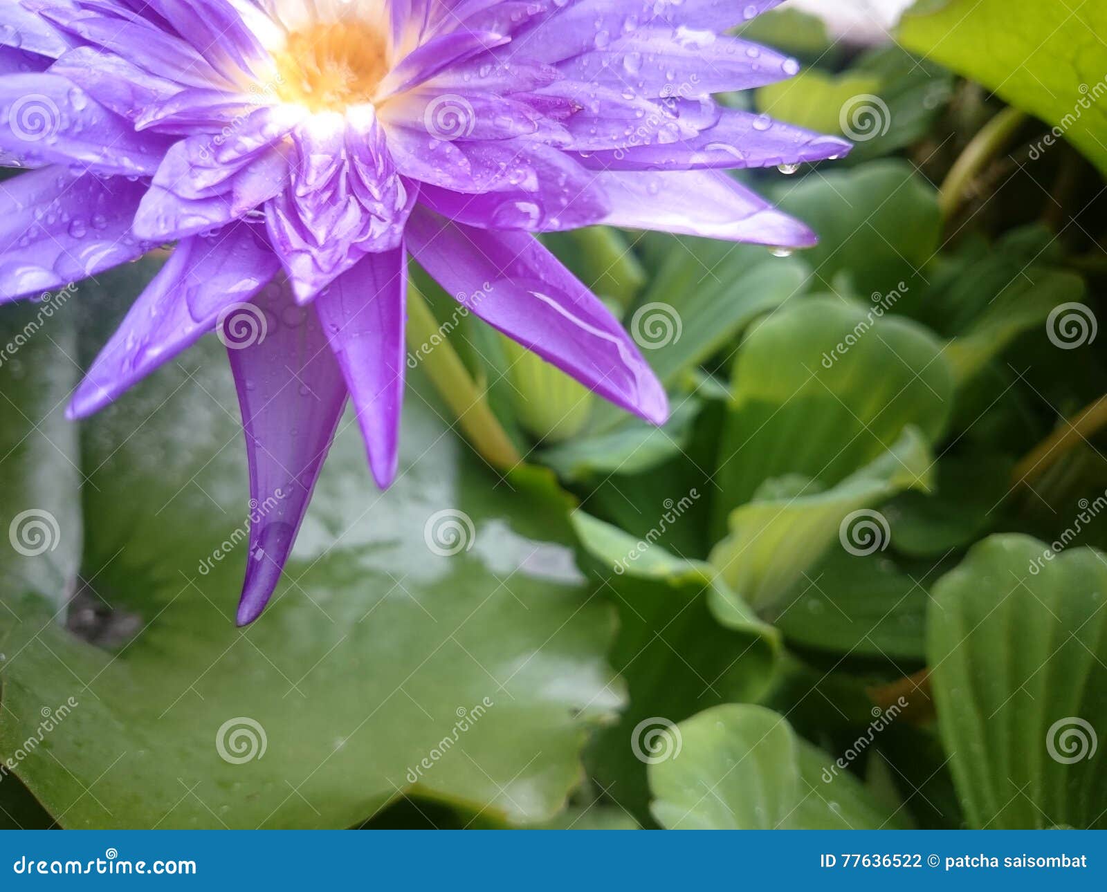 Beautiful Lotus Flower in the Rain. the Warm Light. Stock Photo - Image ...
