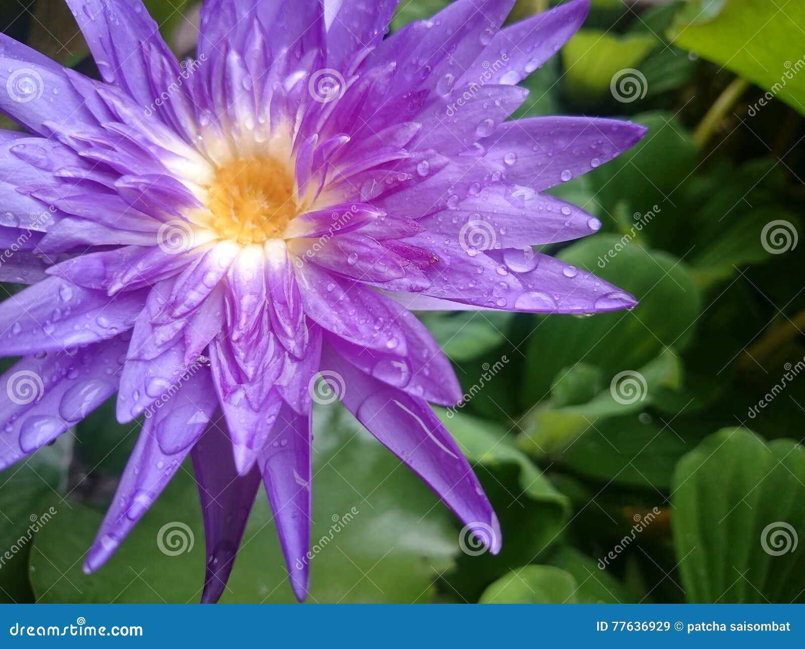 Beautiful Lotus Flower in the Rain. the Warm Light. Stock Image - Image ...