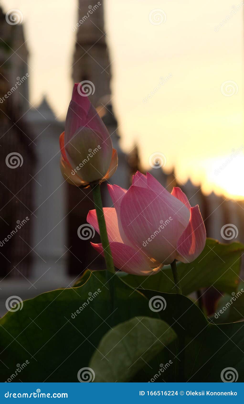 A Beautiful Lotus Flower in the Rays of the Setting Sun Stock Photo ...