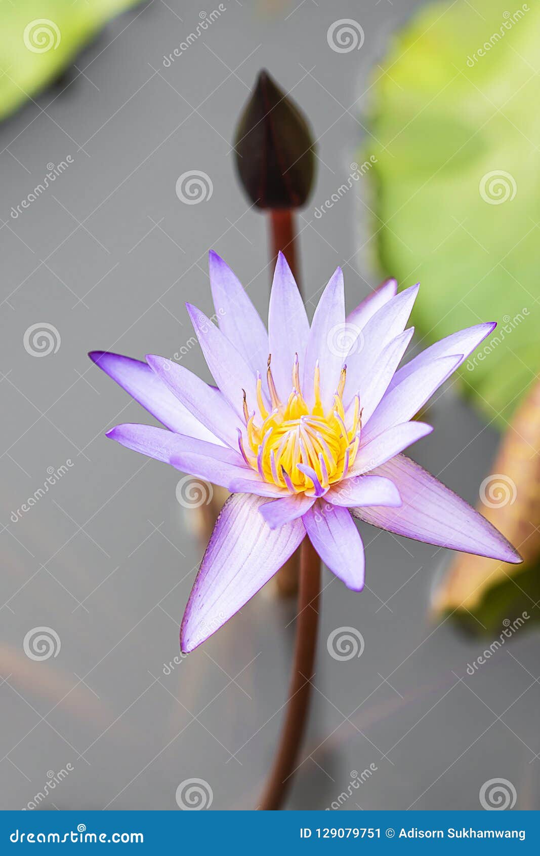 Beautiful Lotus Flower in the Swamp. Stock Image - Image of petal ...
