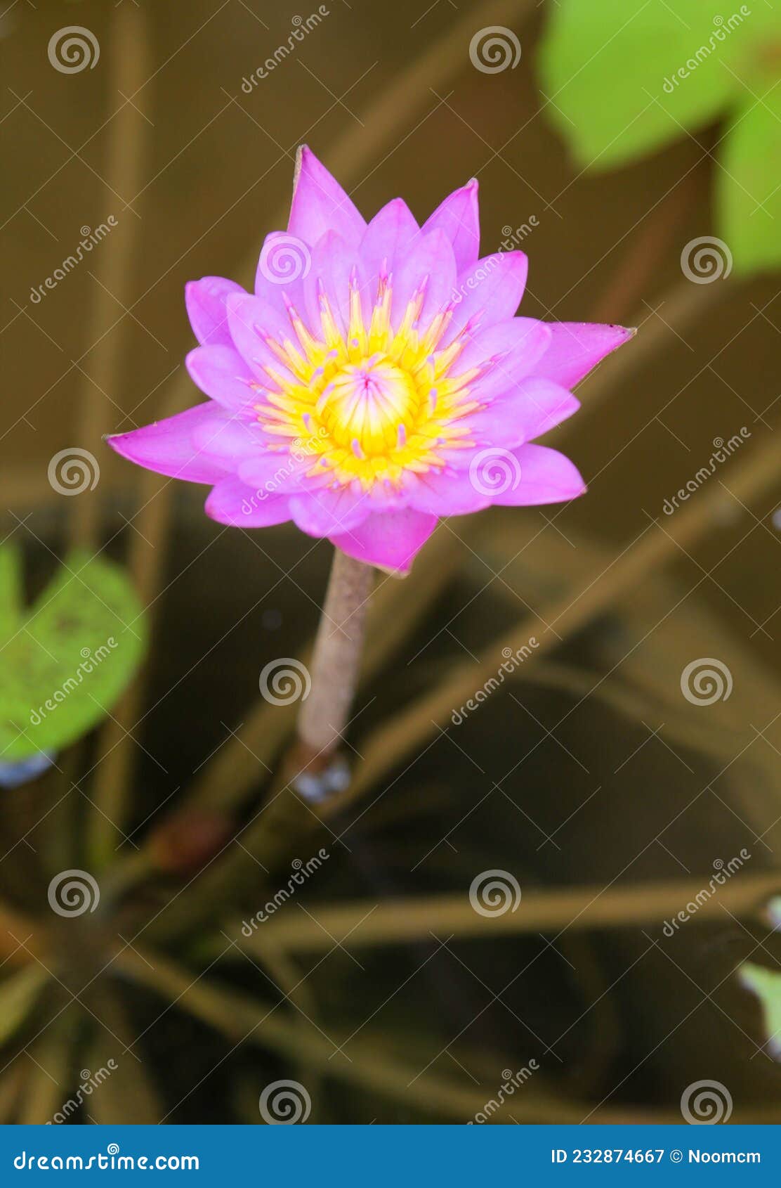 Lotus flower in the tub stock image. Image of garden - 232874667