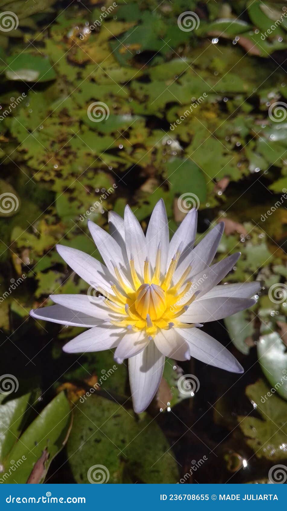 Beautiful Lotus Flower in Water Stock Image - Image of blossom, green ...