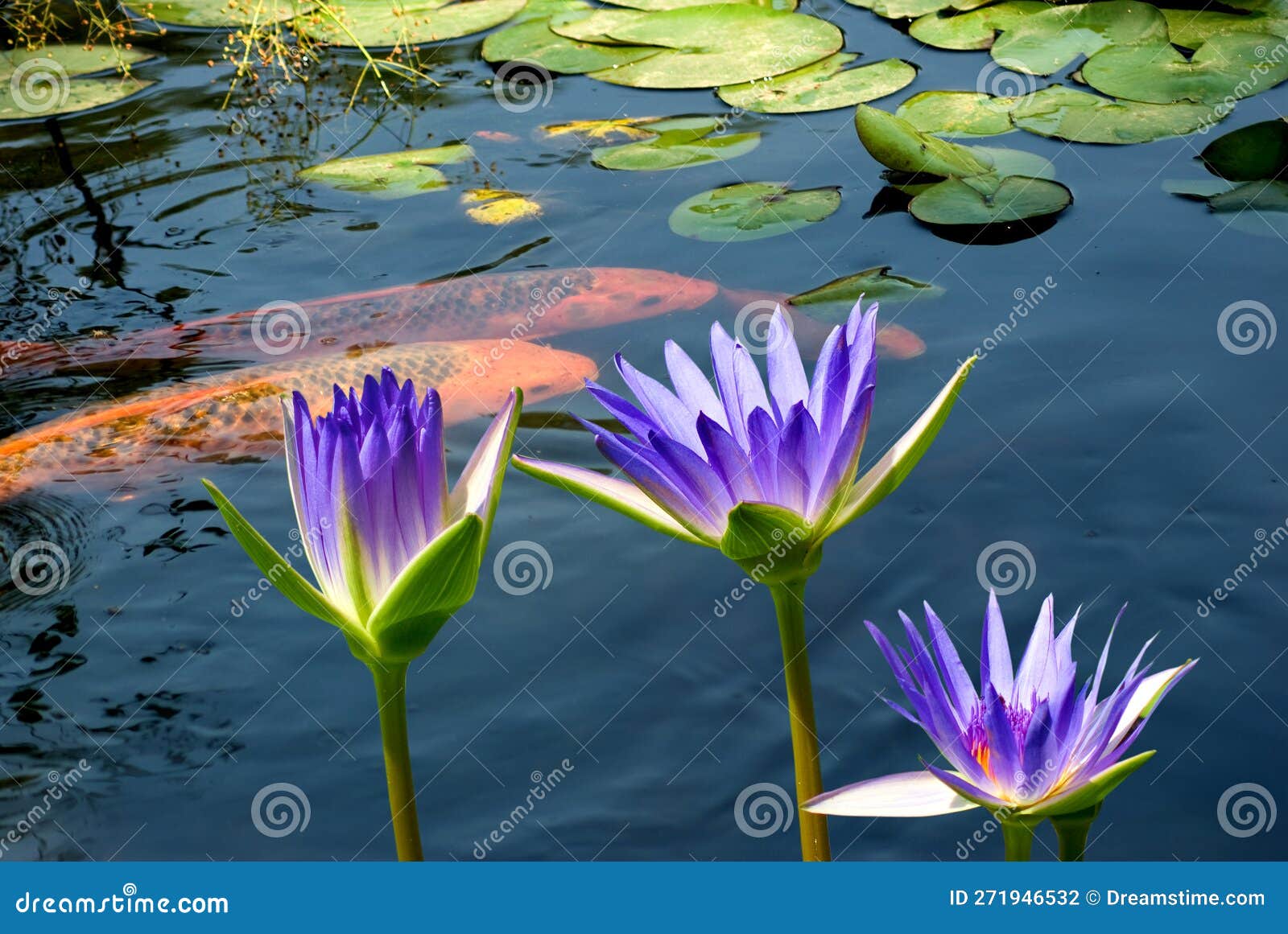 Beautiful Lotus Flowers in a Pond with Red Fish Stock Photo - Image of ...