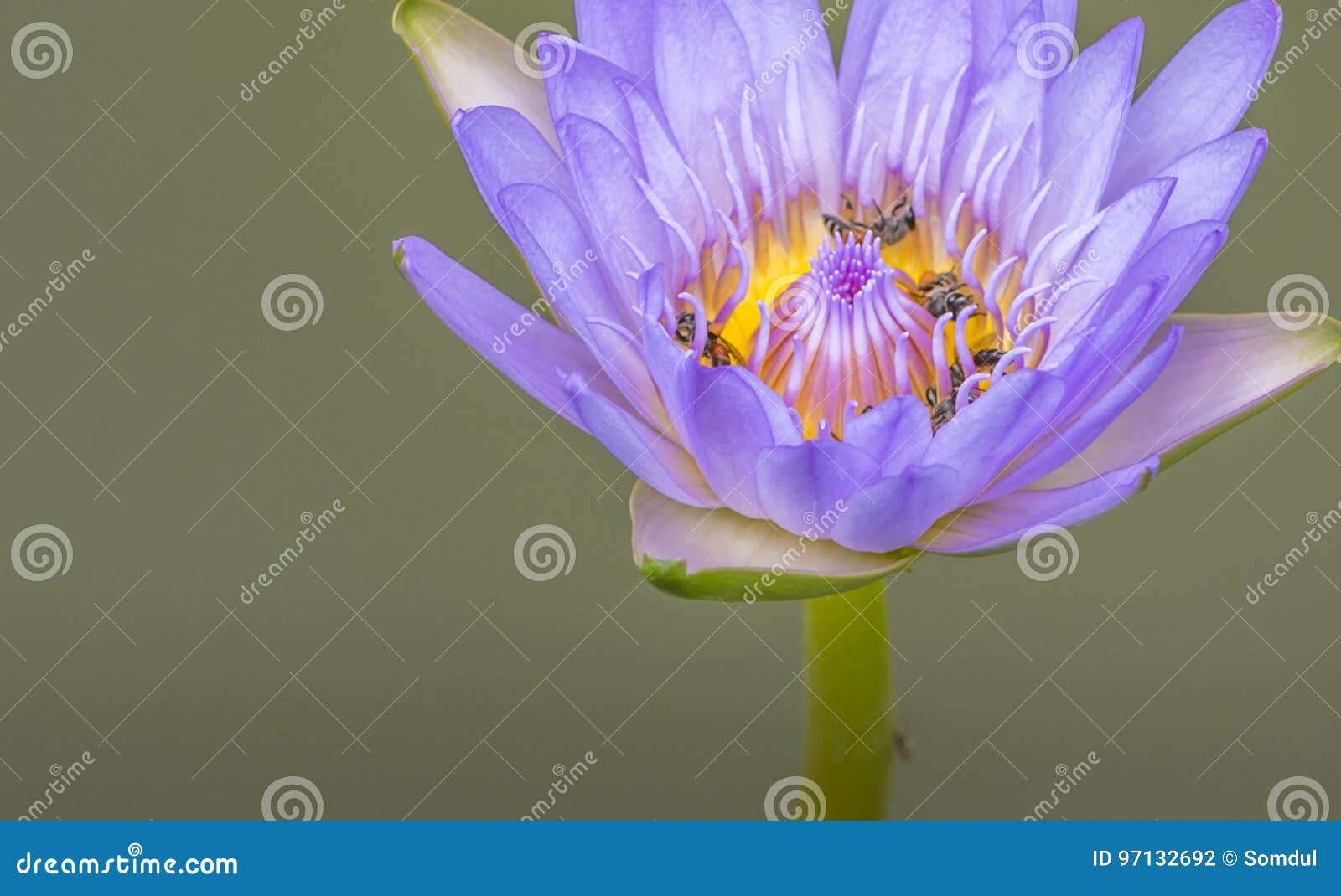 Beautiful Lotus in a Garden Stock Photo - Image of serenity, spring ...