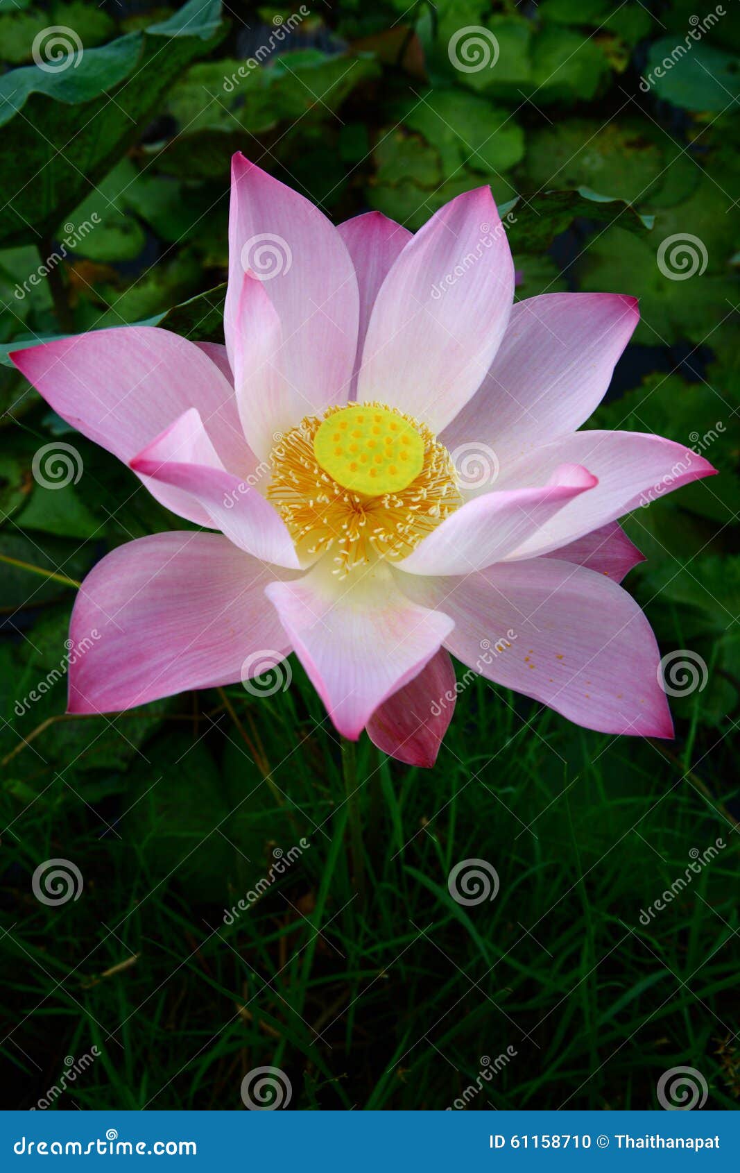Beautiful lotus stock photo. Image of colorful, botany - 61158710