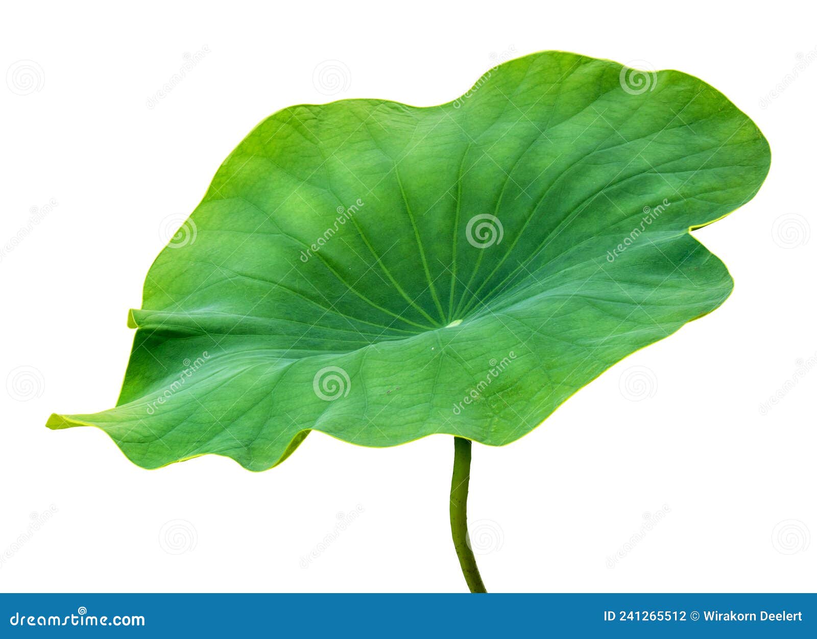 Beautiful Lotus Leaf Isolated on White Background Stock Photo - Image ...