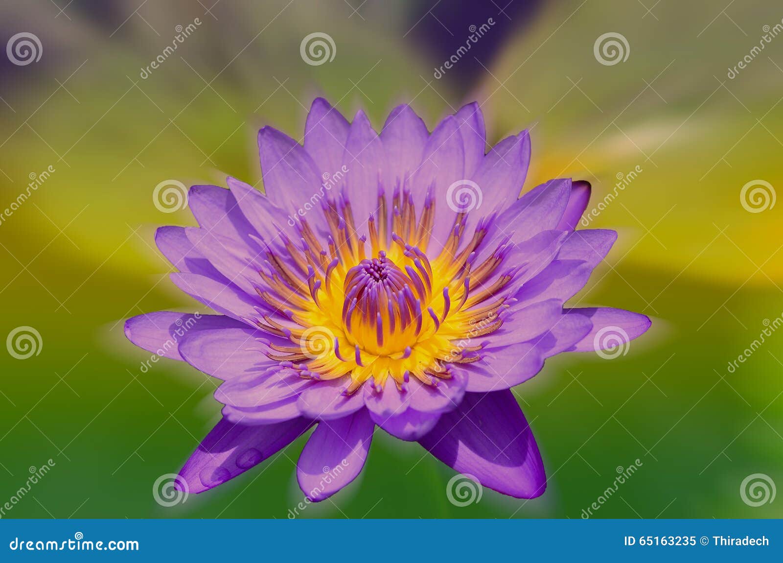 Beautiful Lotus Pattern for Background Blurred Color Gradation. Stock ...