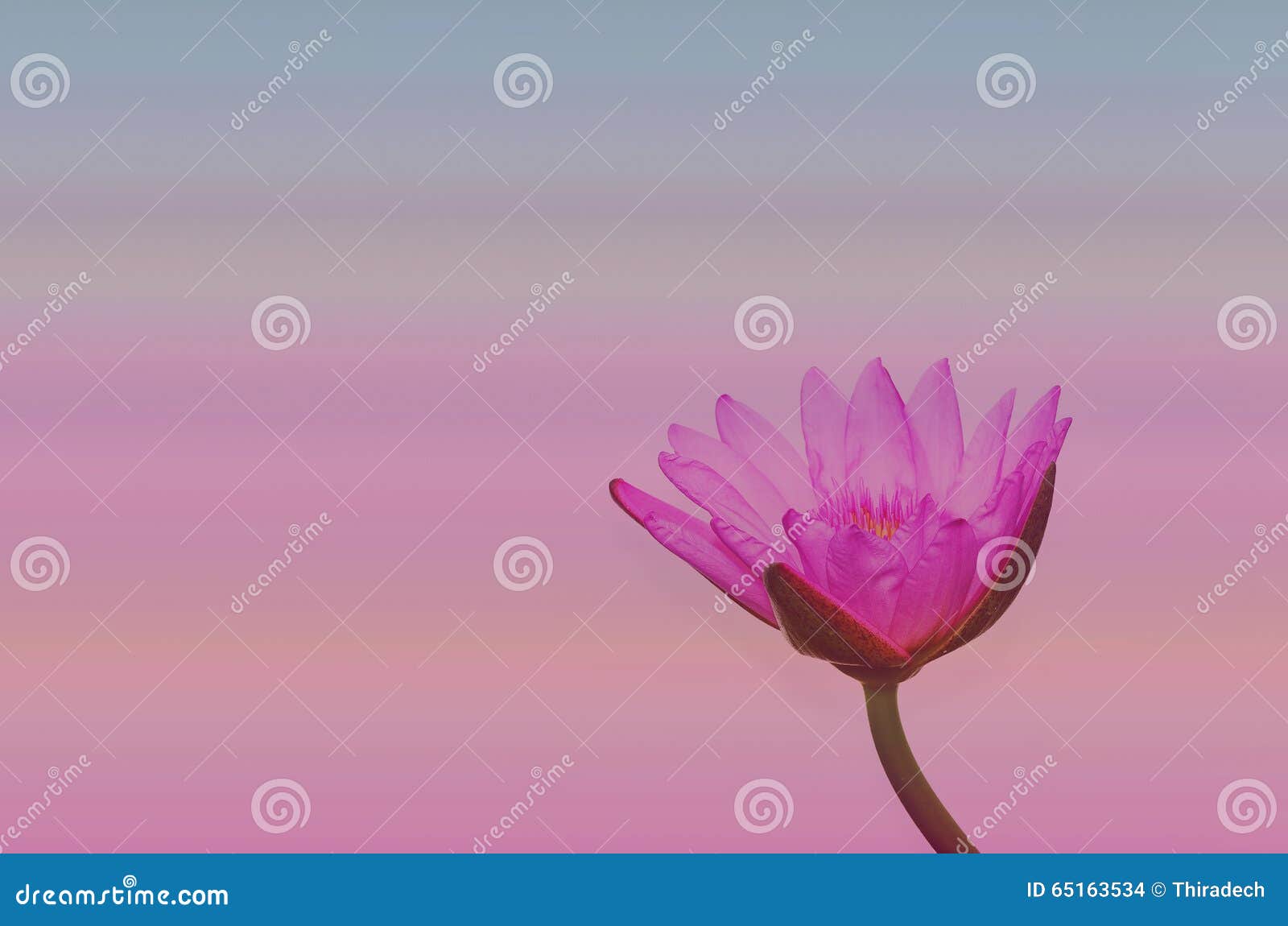 Beautiful Lotus Pattern for Background Blurred Color Gradation. Stock ...