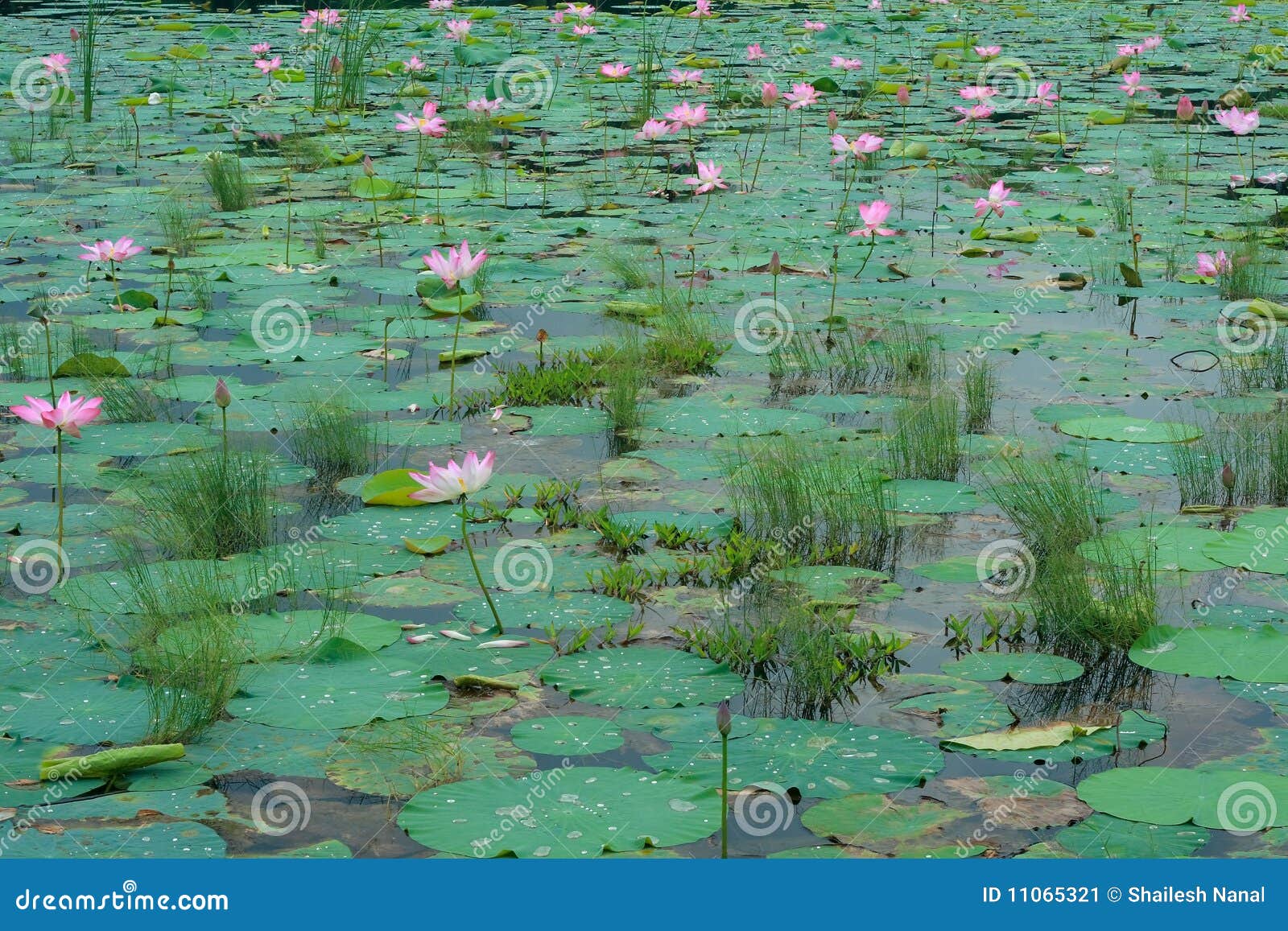 Beautiful lotus pond stock image. Image of flowers, great - 11065321