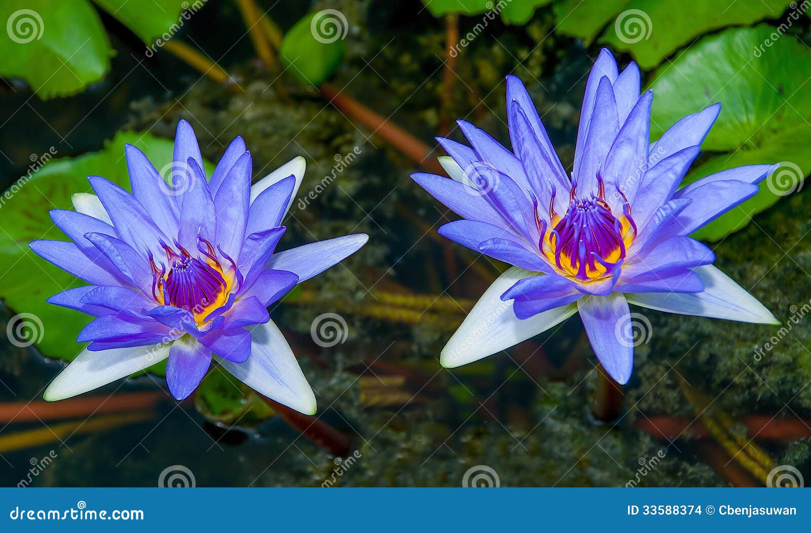 Lotus Graffiti Photos - Free & Royalty-Free Stock Photos from Dreamstime