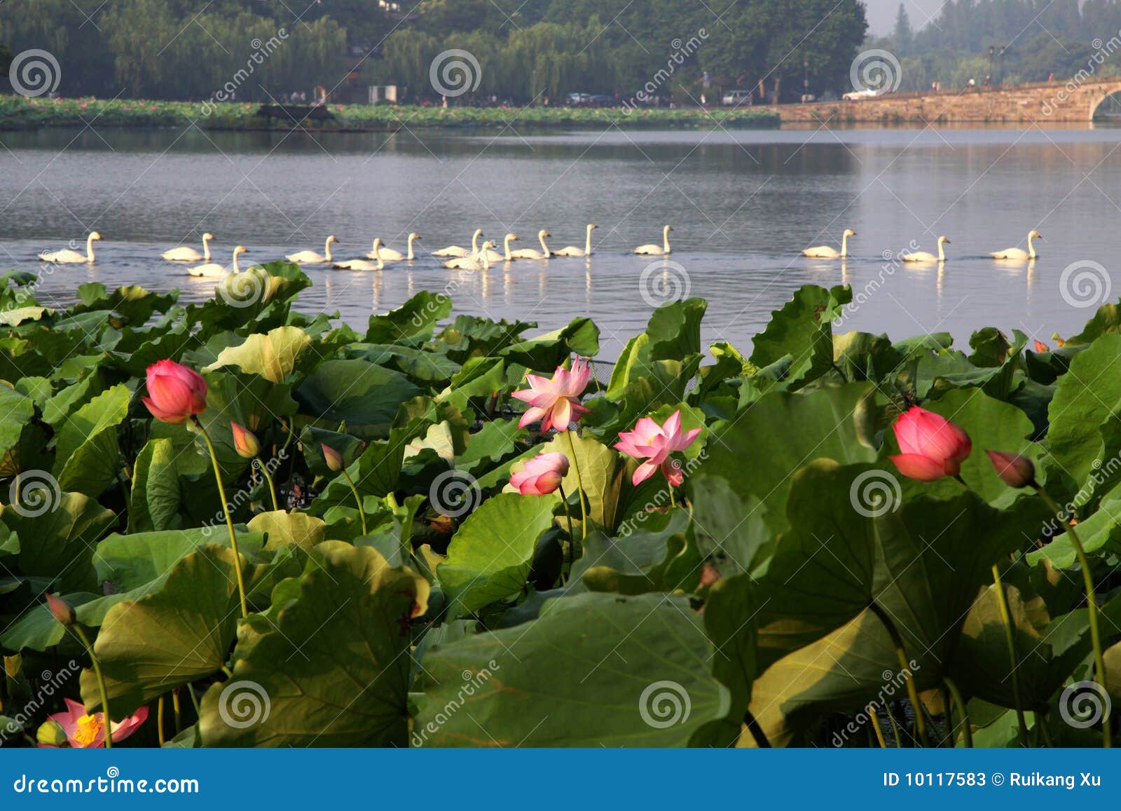 Beautiful Lotus in the Pool Stock Image - Image of botanical, plant ...