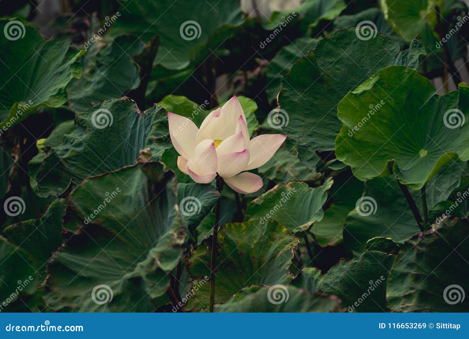 Lotus in the pool stock image. Image of park, blossom - 116653269