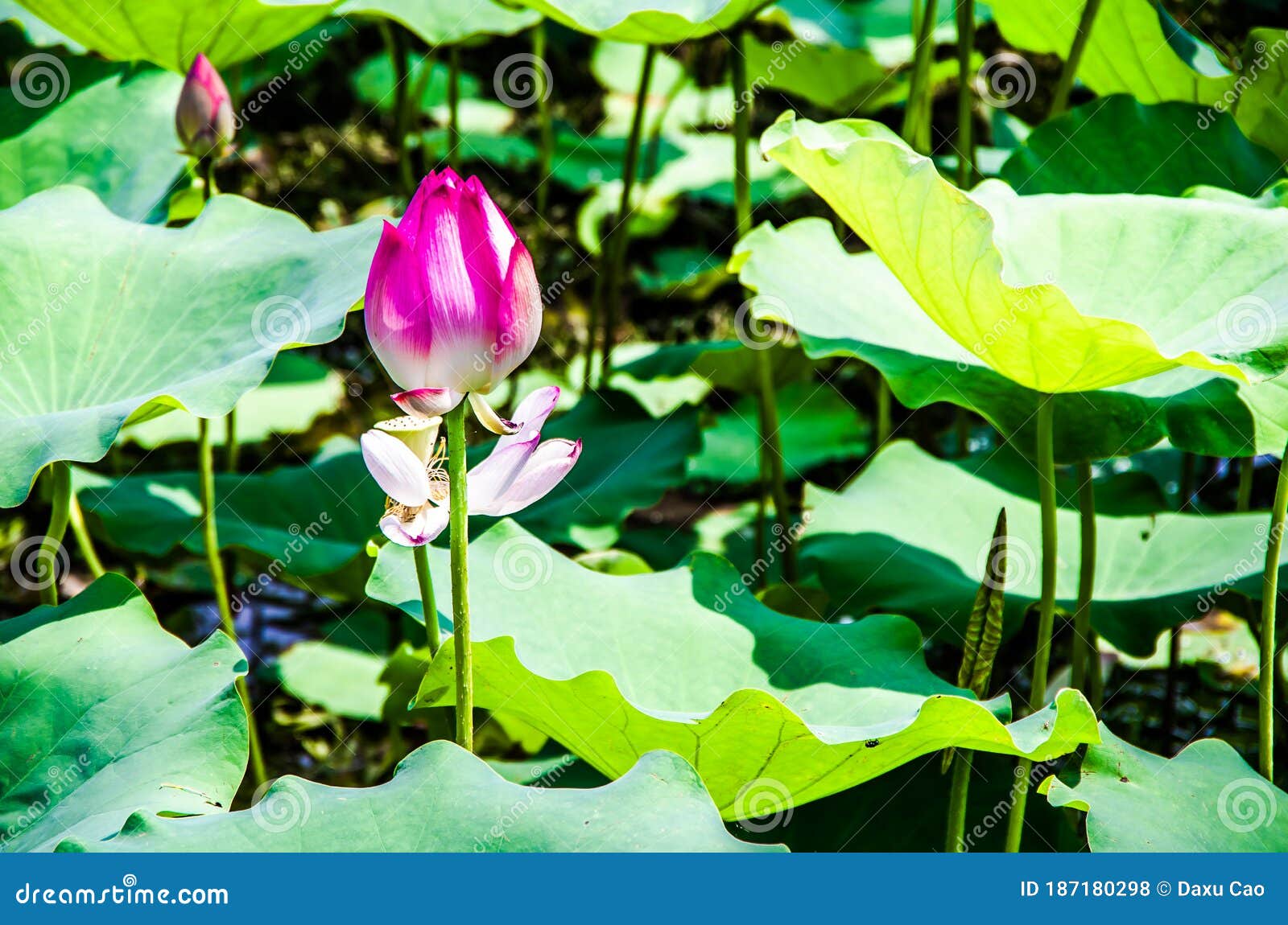 A Beautiful Lotus in Spring Stock Photo - Image of friendship ...