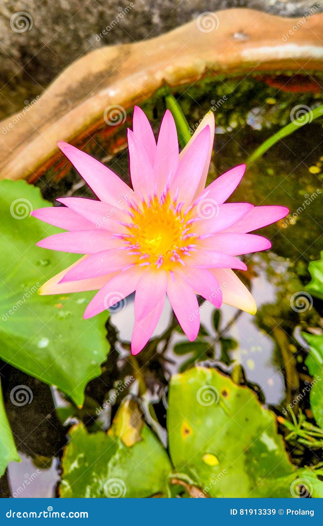 Beautiful lotus in a tub. stock image. Image of bloom - 81913339