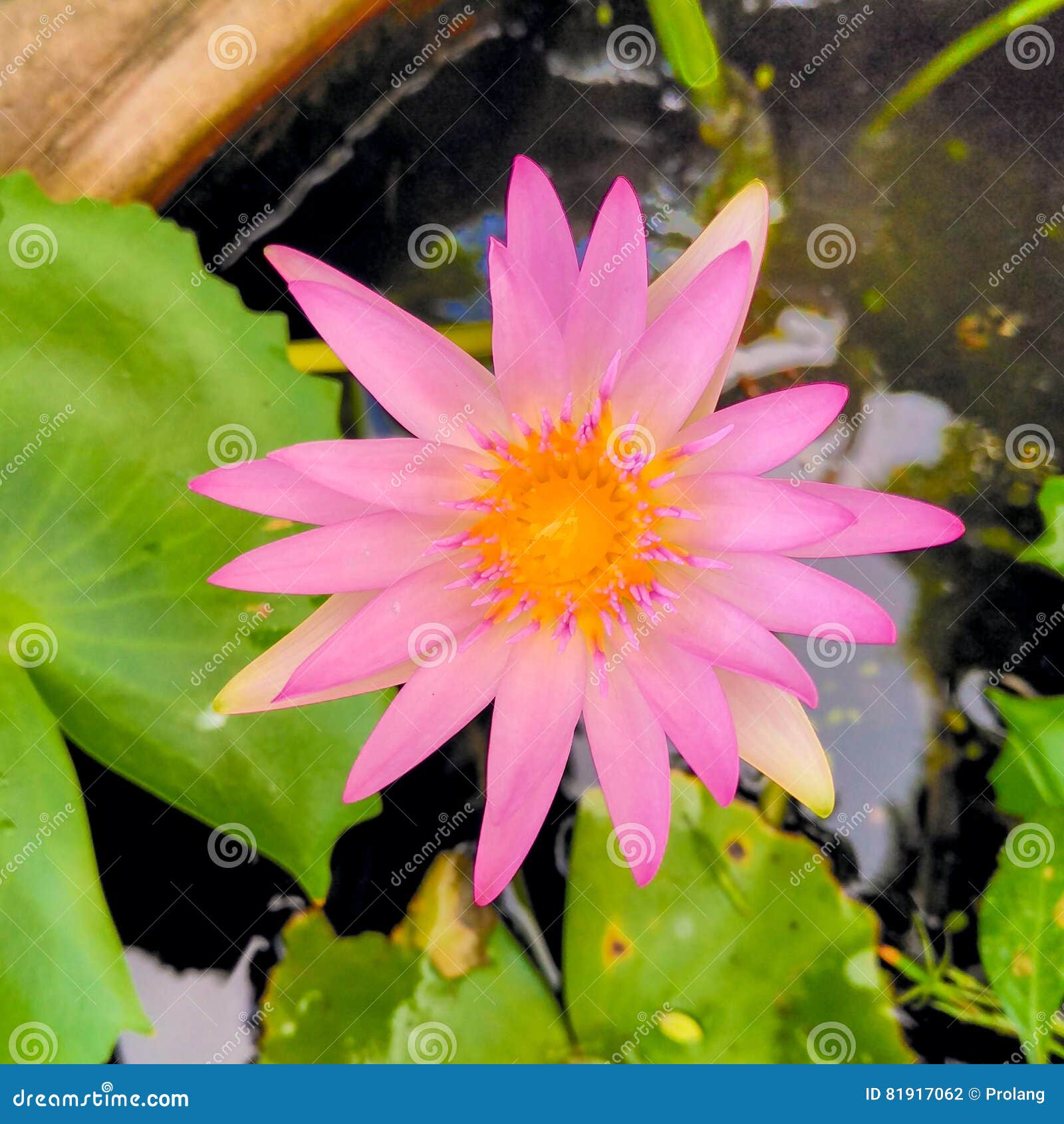 Beautiful lotus in a tub. stock photo. Image of nature - 81917062