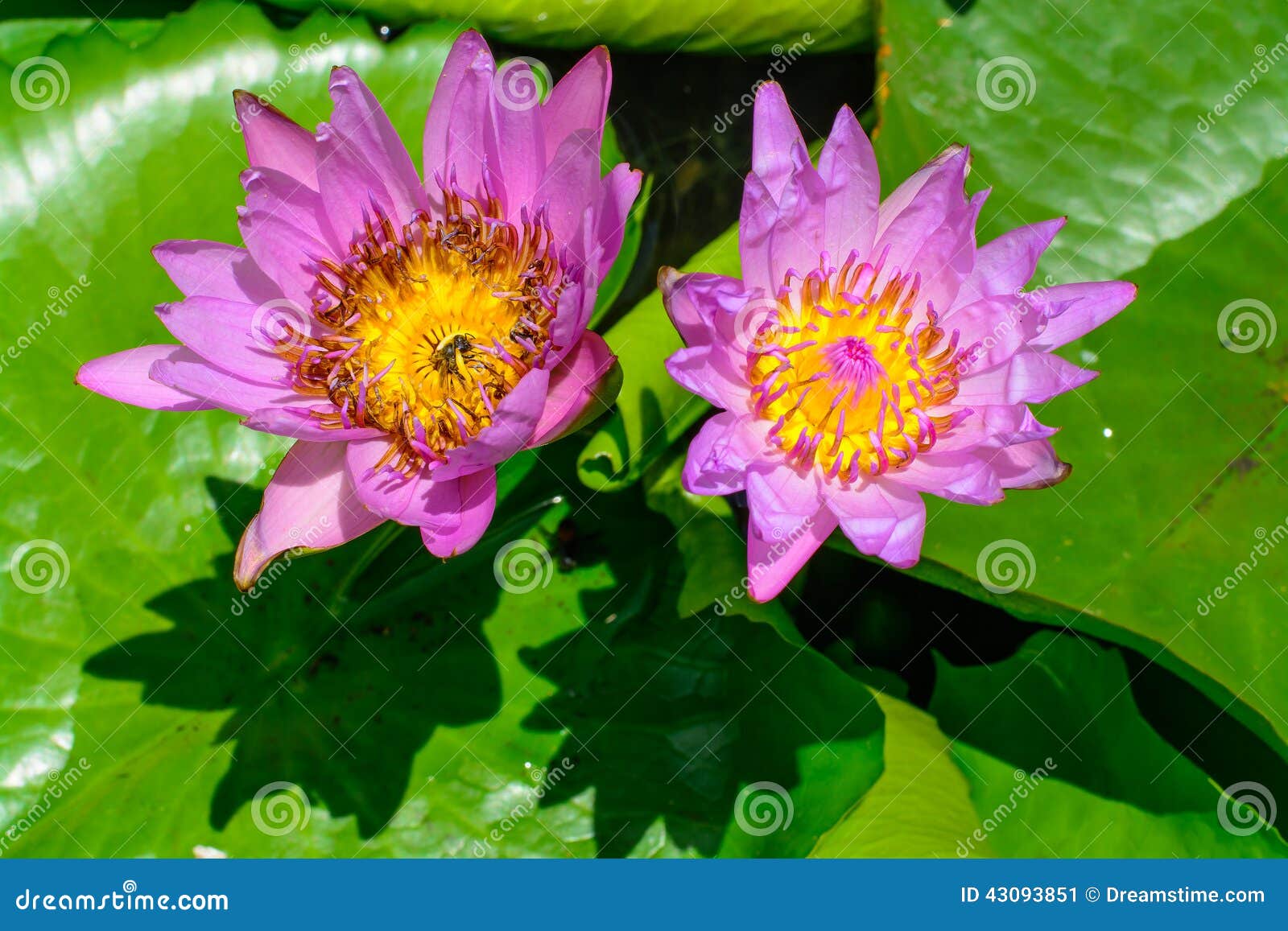 Beautiful lotus stock image. Image of beautiful, peaceful - 43093851
