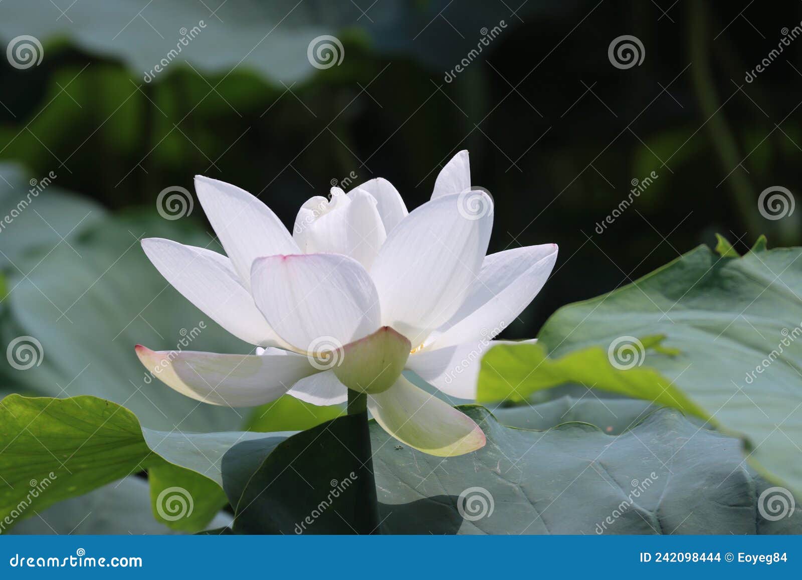 This is a beautiful lotus stock photo. Image of tulip - 242098444