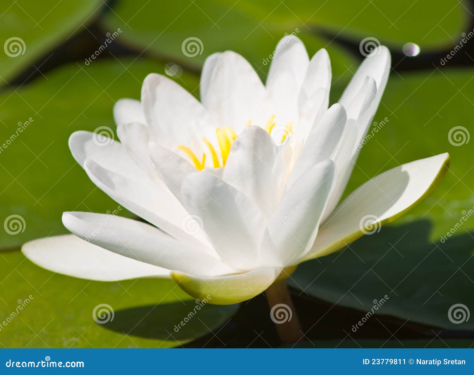 Beautiful lotus with water stock image. Image of holiness - 23779811