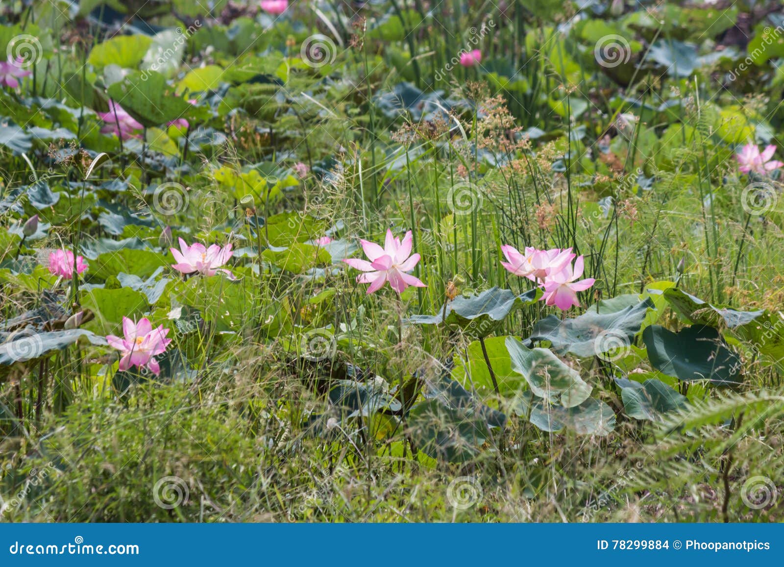 Beautiful lotus stock photo. Image of backdrop, flora - 78299884